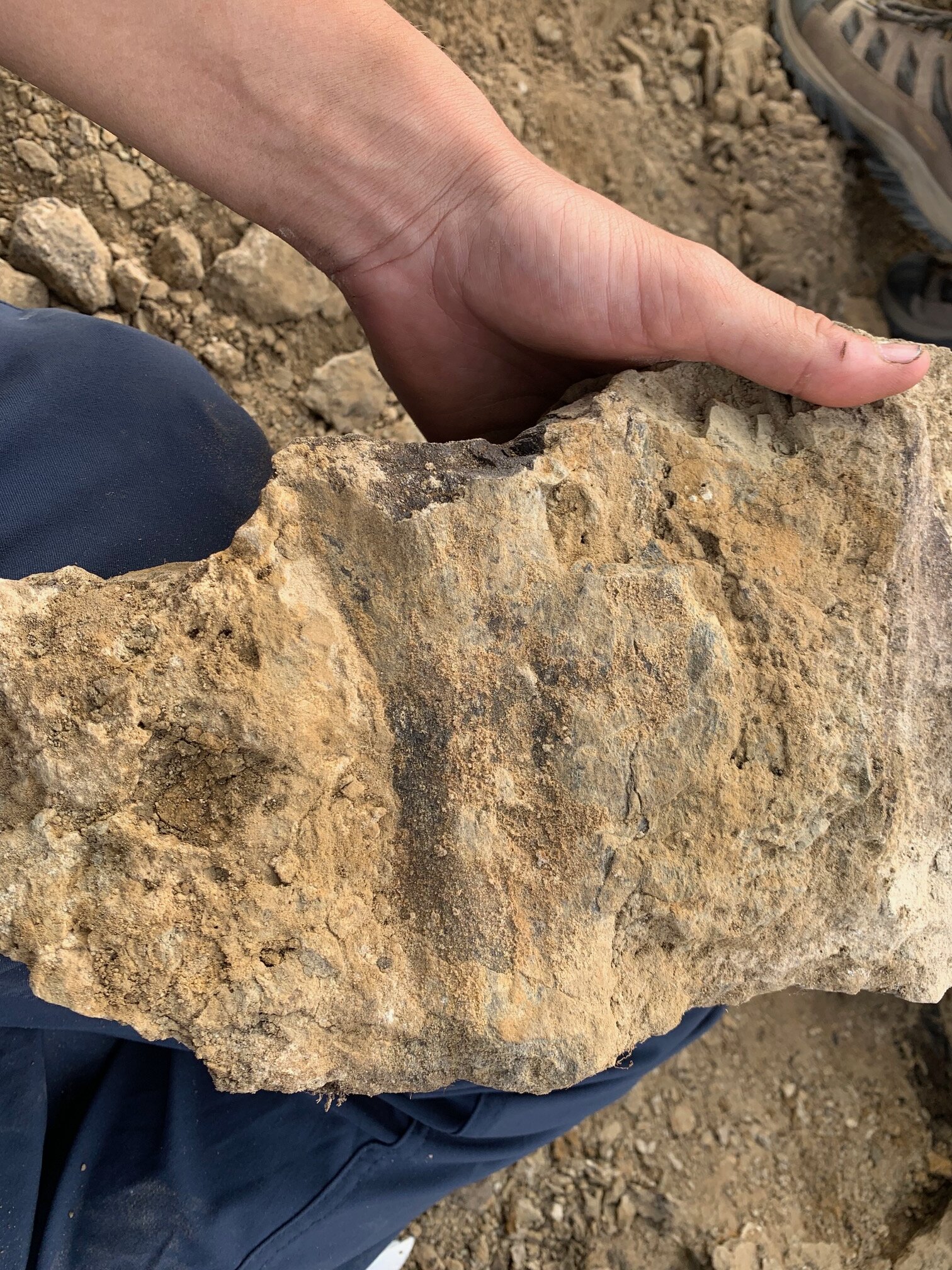 Morrison Formation Dig Photo Dump - Summer 2024 - Fossil Hunting Trips ...