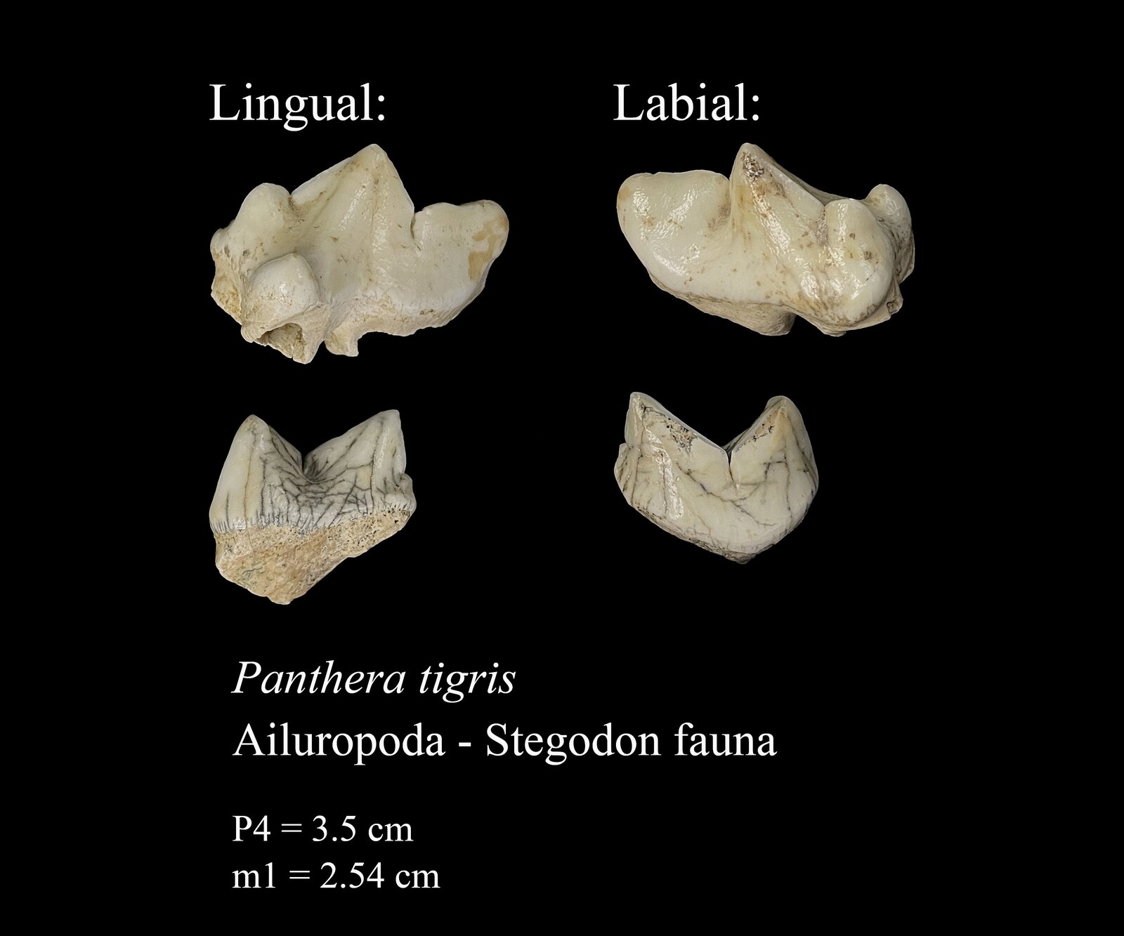 The Fossil Forum - Fossils, Paleontology & Science