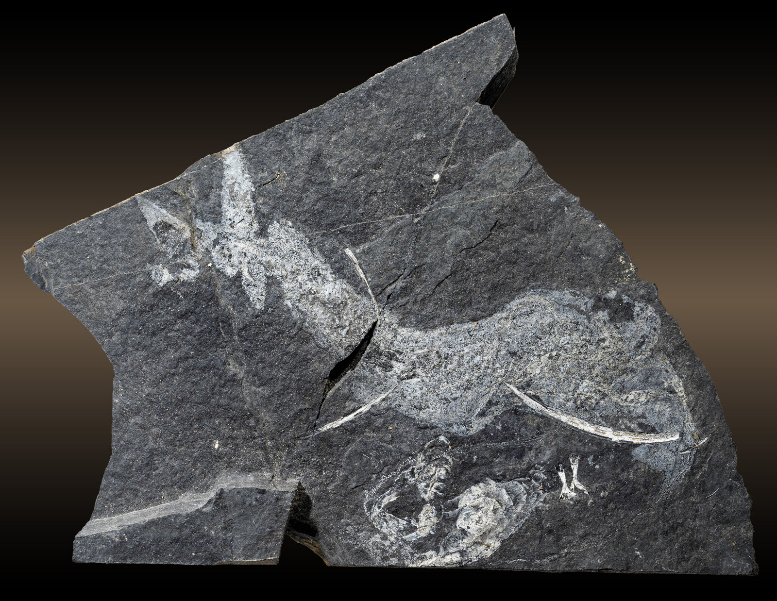 5774_Acanthodes_v - Member Collections - The Fossil Forum