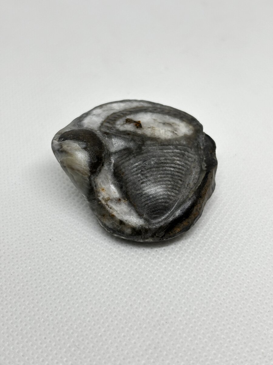 Athyris glabristria brachiopod - Carboniferous - The Fossil Forum