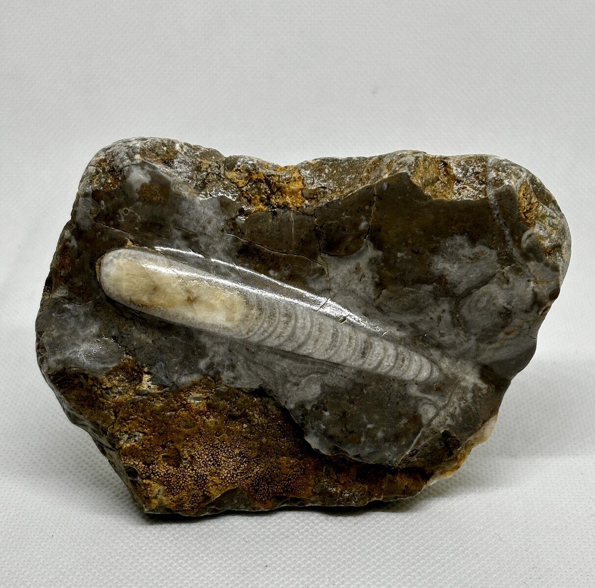 Orthoconic Nautiloid - Carboniferous - The Fossil Forum