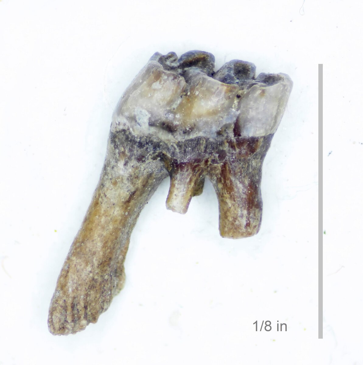 Mammal Molar Texas Pleistocene - Member Collections - The Fossil Forum