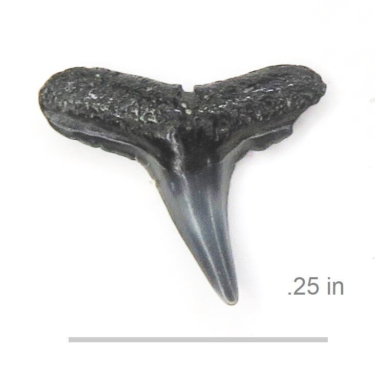 Shark Negaprion sp. Texas Pleistocene - Member Collections - The Fossil ...