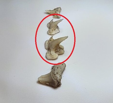 ID Help on Morocco Phosphate Micro Shark teeth - Fossil ID - The Fossil ...