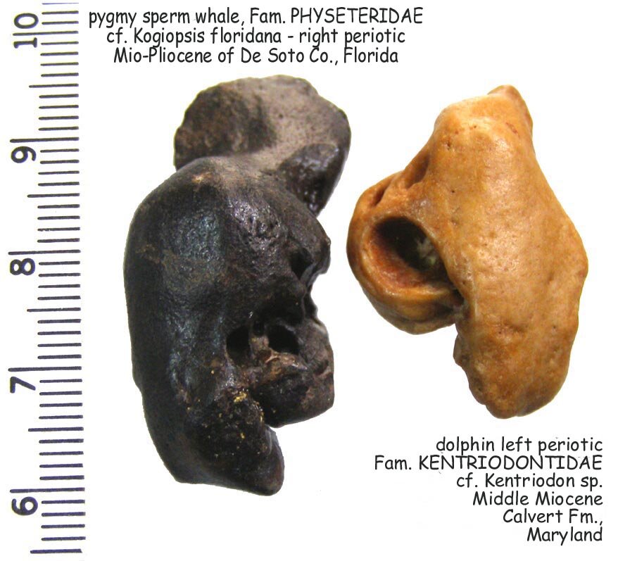 Suspected whale periotic - Fossil ID - The Fossil Forum