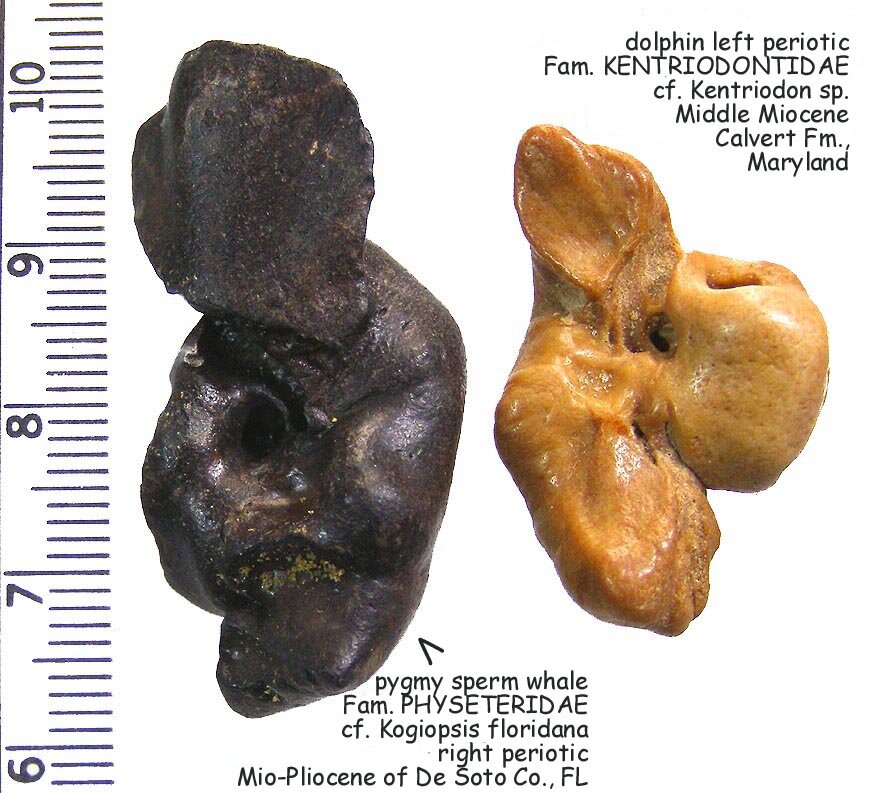 Suspected whale periotic - Fossil ID - The Fossil Forum