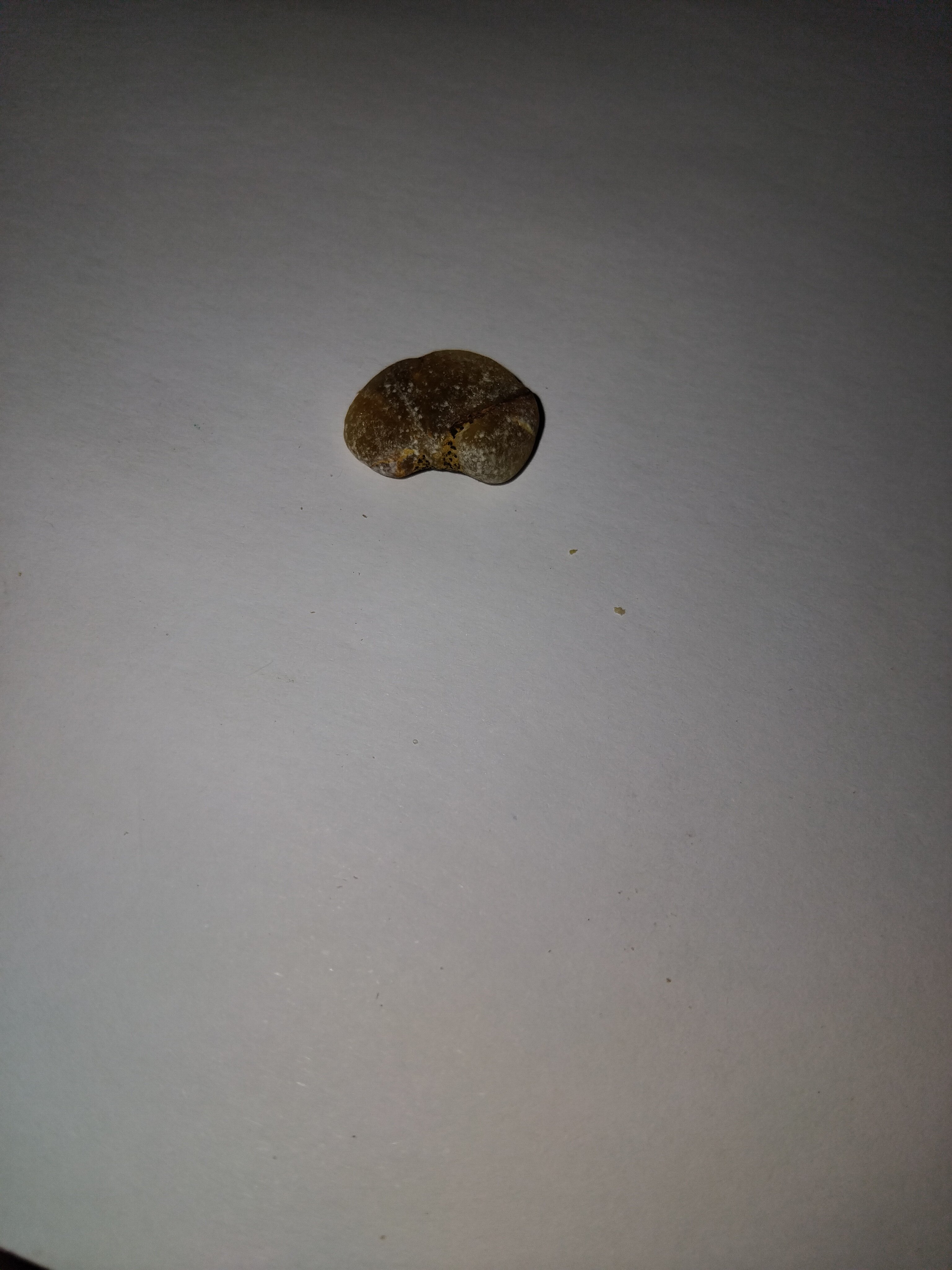 Tiny shell crab? - Fossil ID - The Fossil Forum