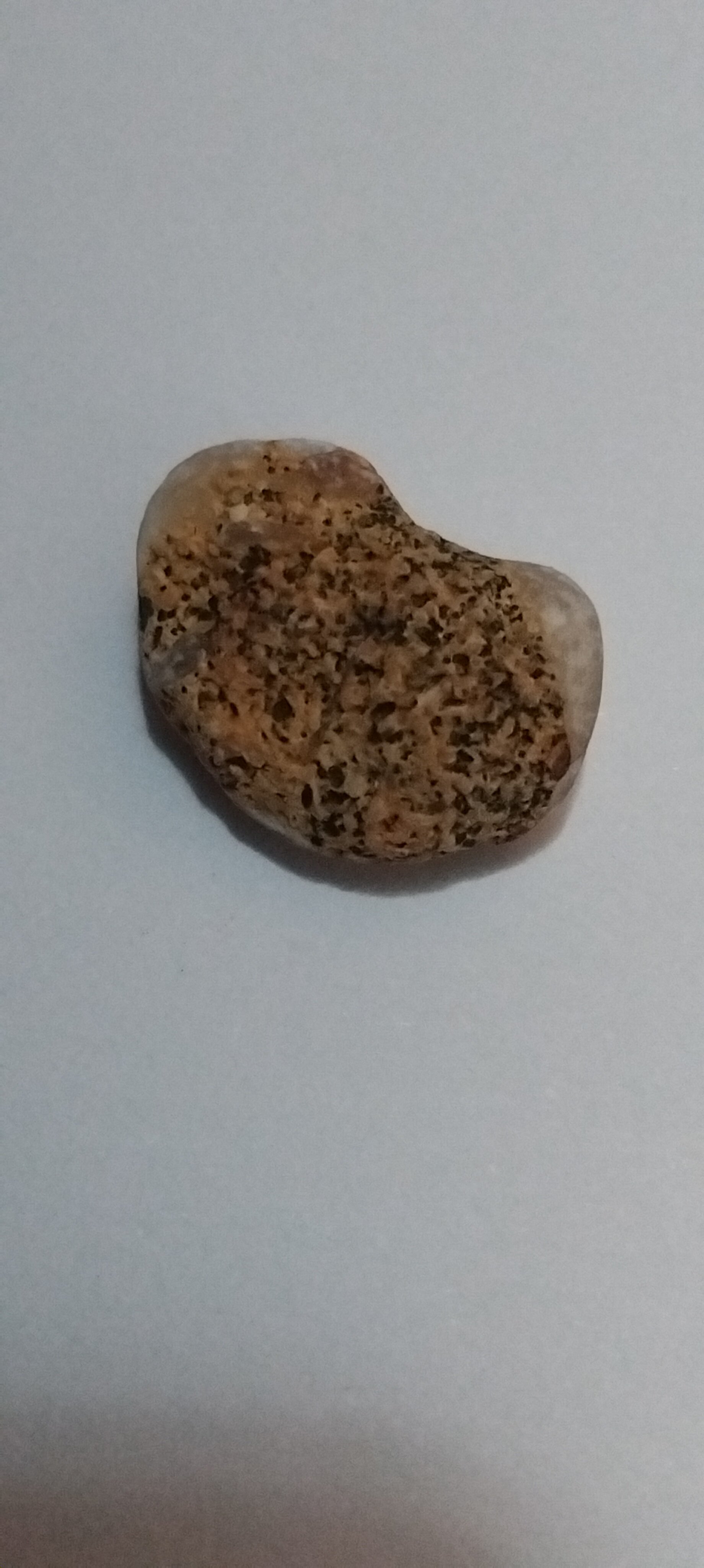 Tiny shell crab? - Fossil ID - The Fossil Forum