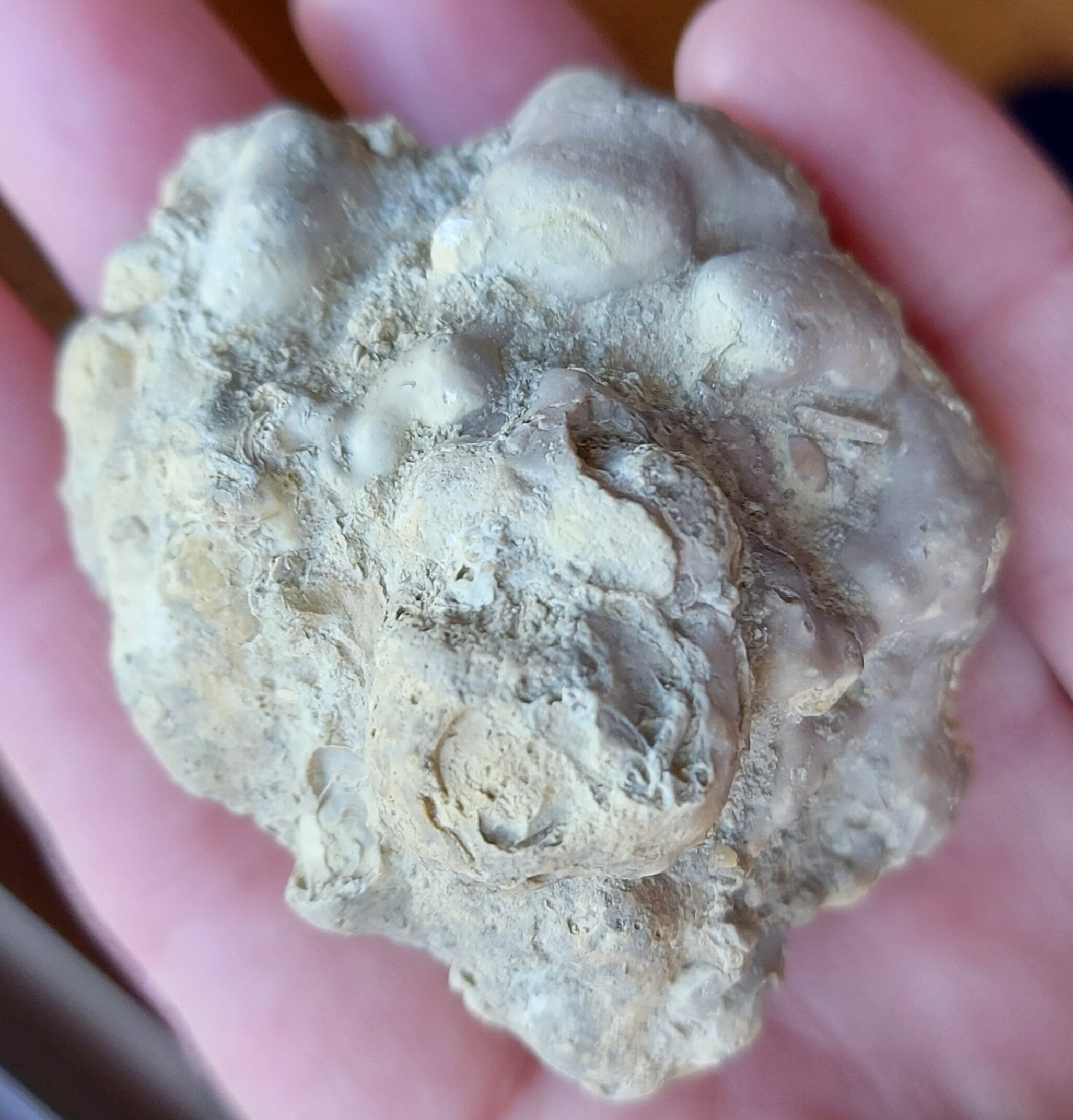 Is this an octopus wrapped around coral - Fossil ID - The Fossil Forum