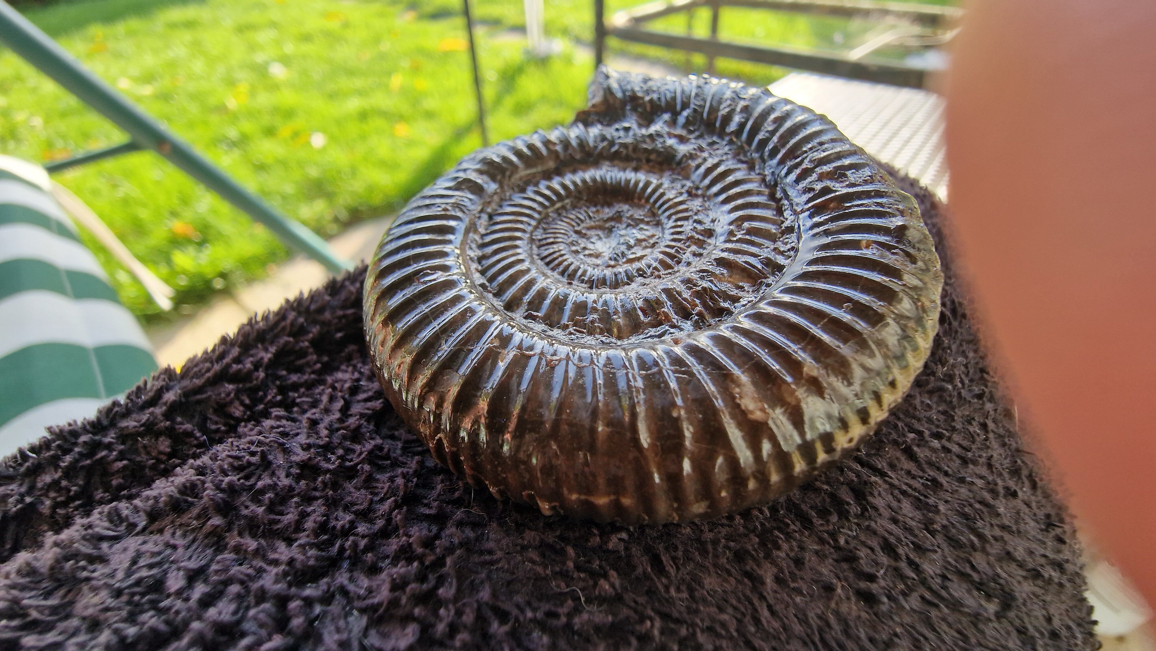 "Jet Rock" dac id please - Fossil ID - The Fossil Forum