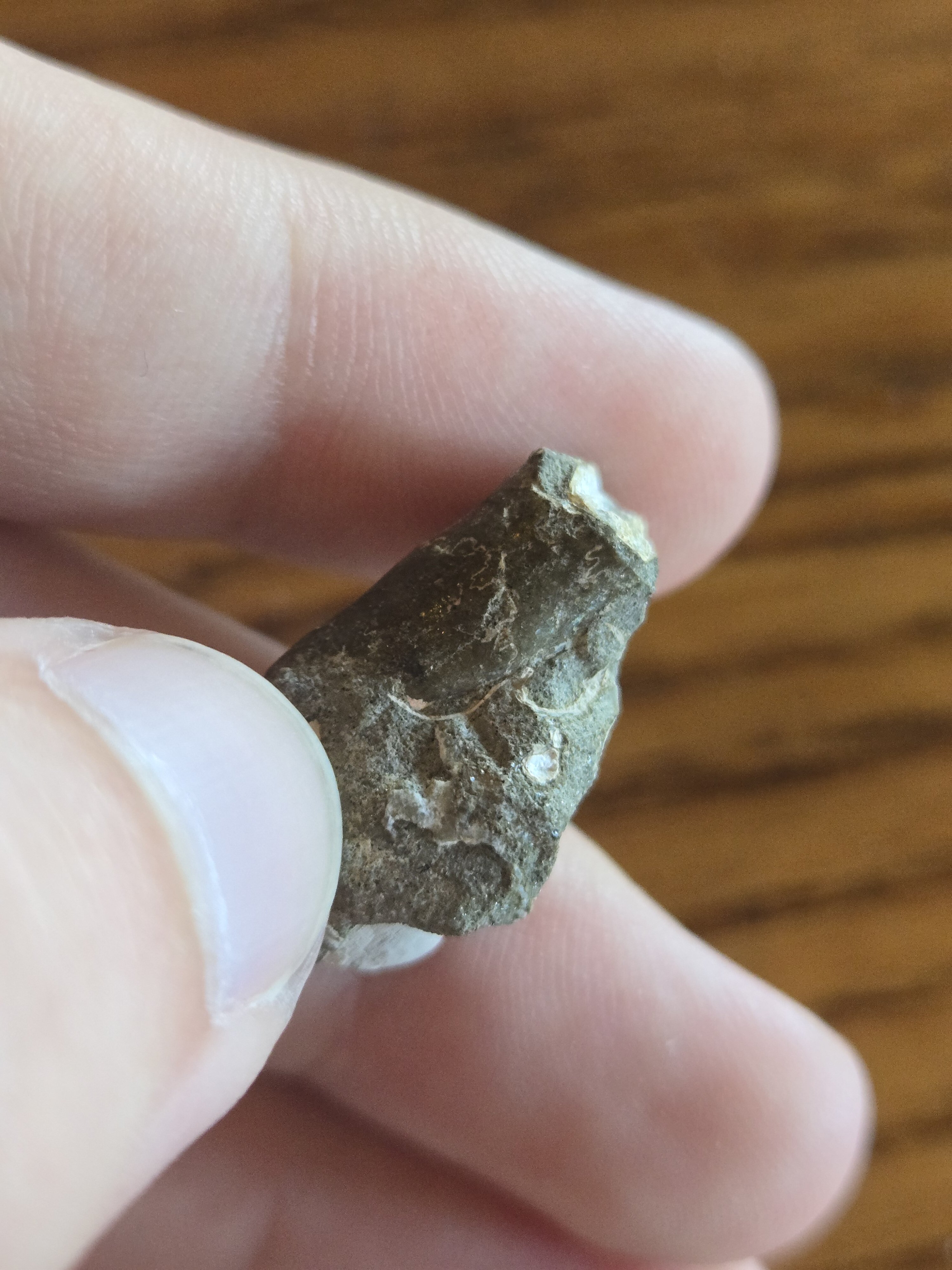 Coon Creek Baculites - Questions & Answers - The Fossil Forum