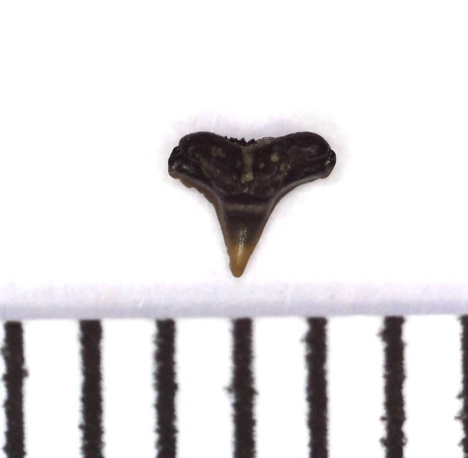 Cretaceous Micro Shark Teeth - Fossil ID - The Fossil Forum