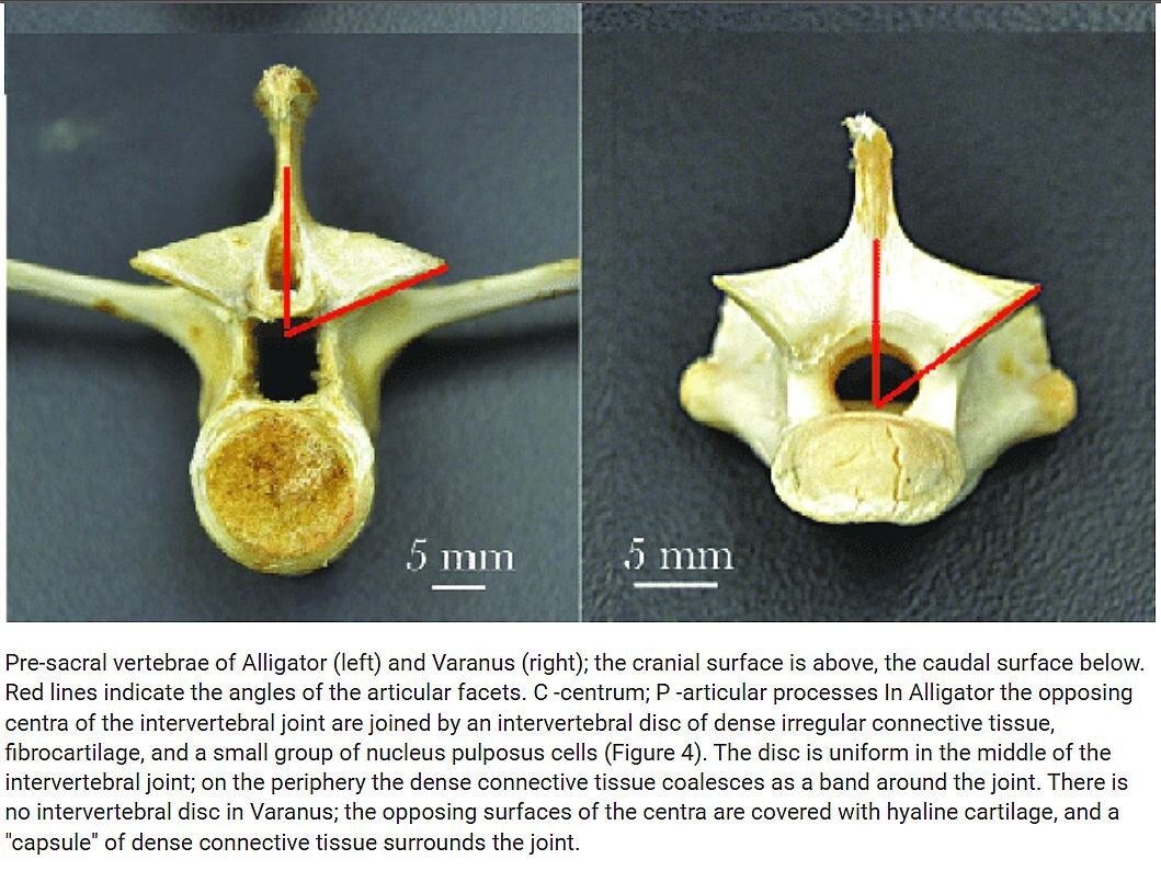 Broken Alligator Bones - Fossil ID - The Fossil Forum