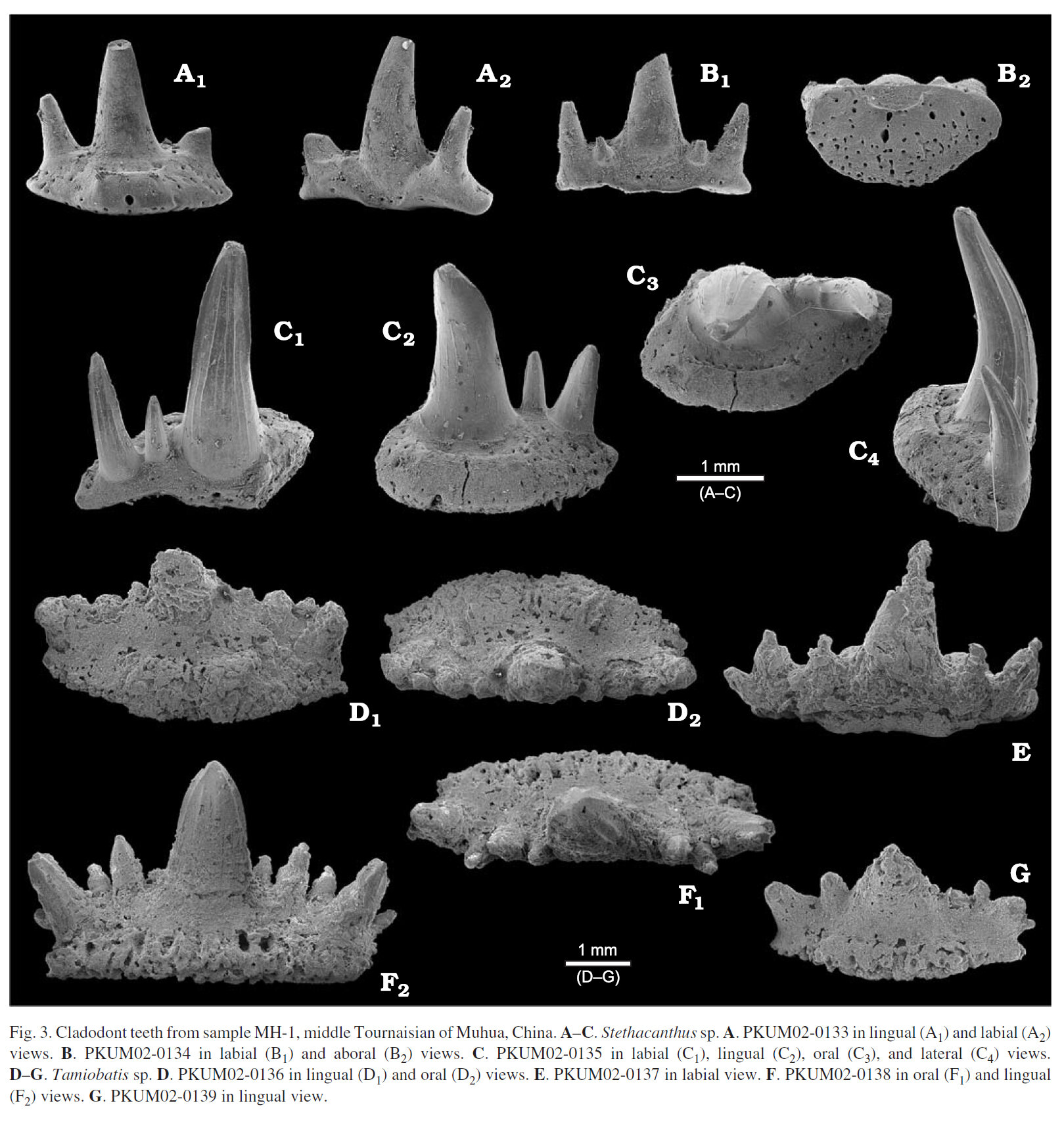 Texas Paleozoic Shark/Chondrichthyan Tooth ID request - Fossil ID - The ...