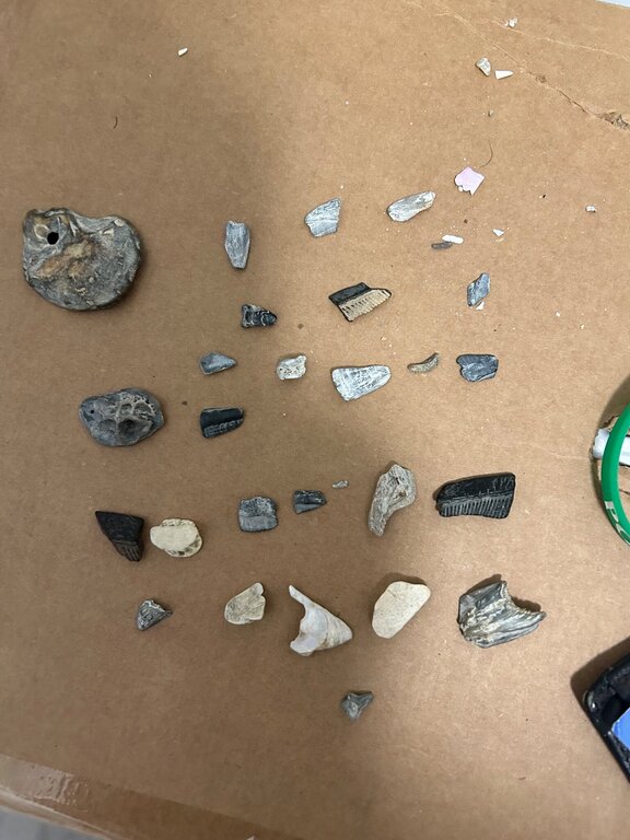 First Calvert Formation trip! - Fossil Hunting Trips - The Fossil Forum