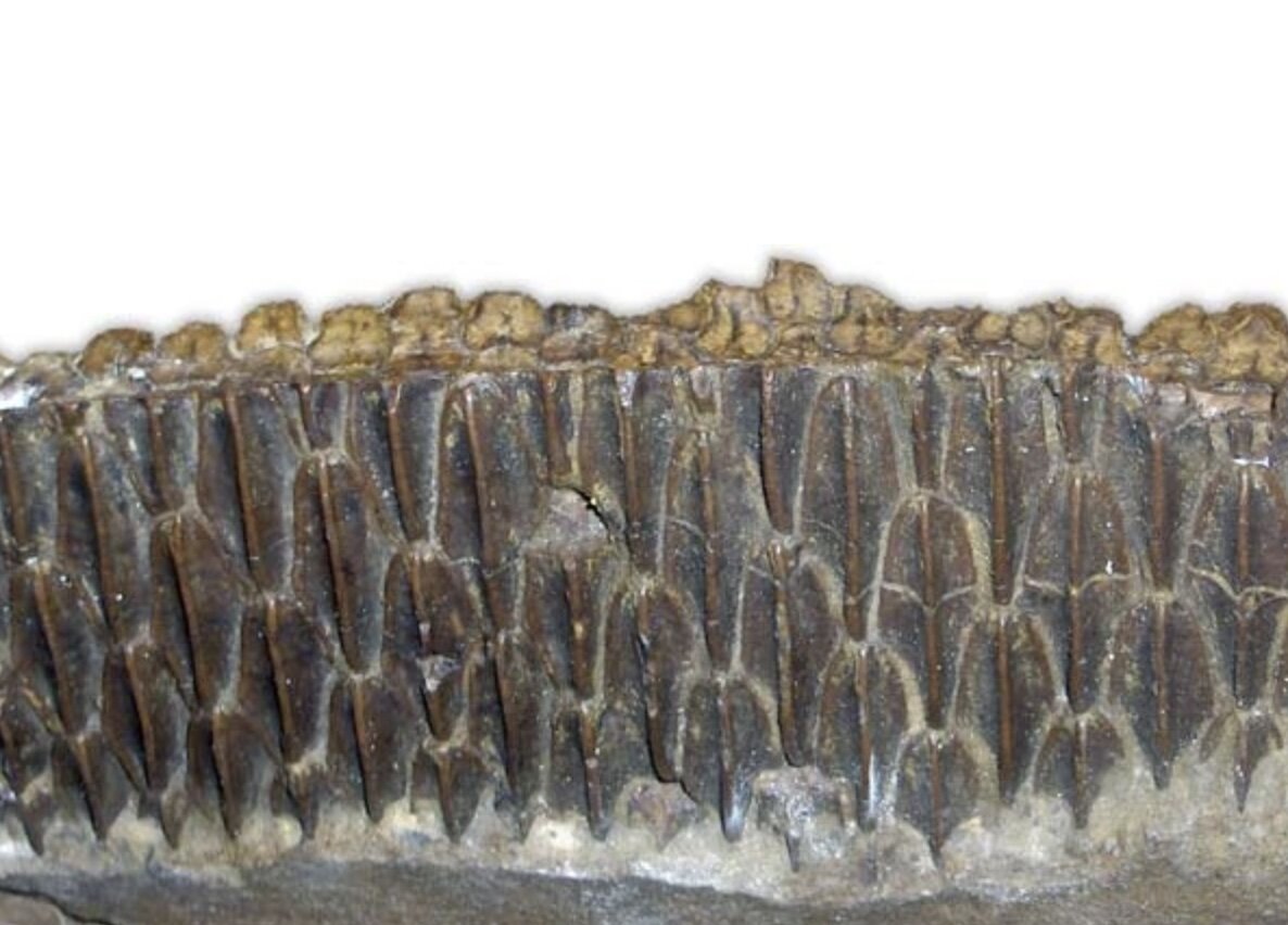 How big are Edmontosaurus teeth? - Questions & Answers - The Fossil Forum