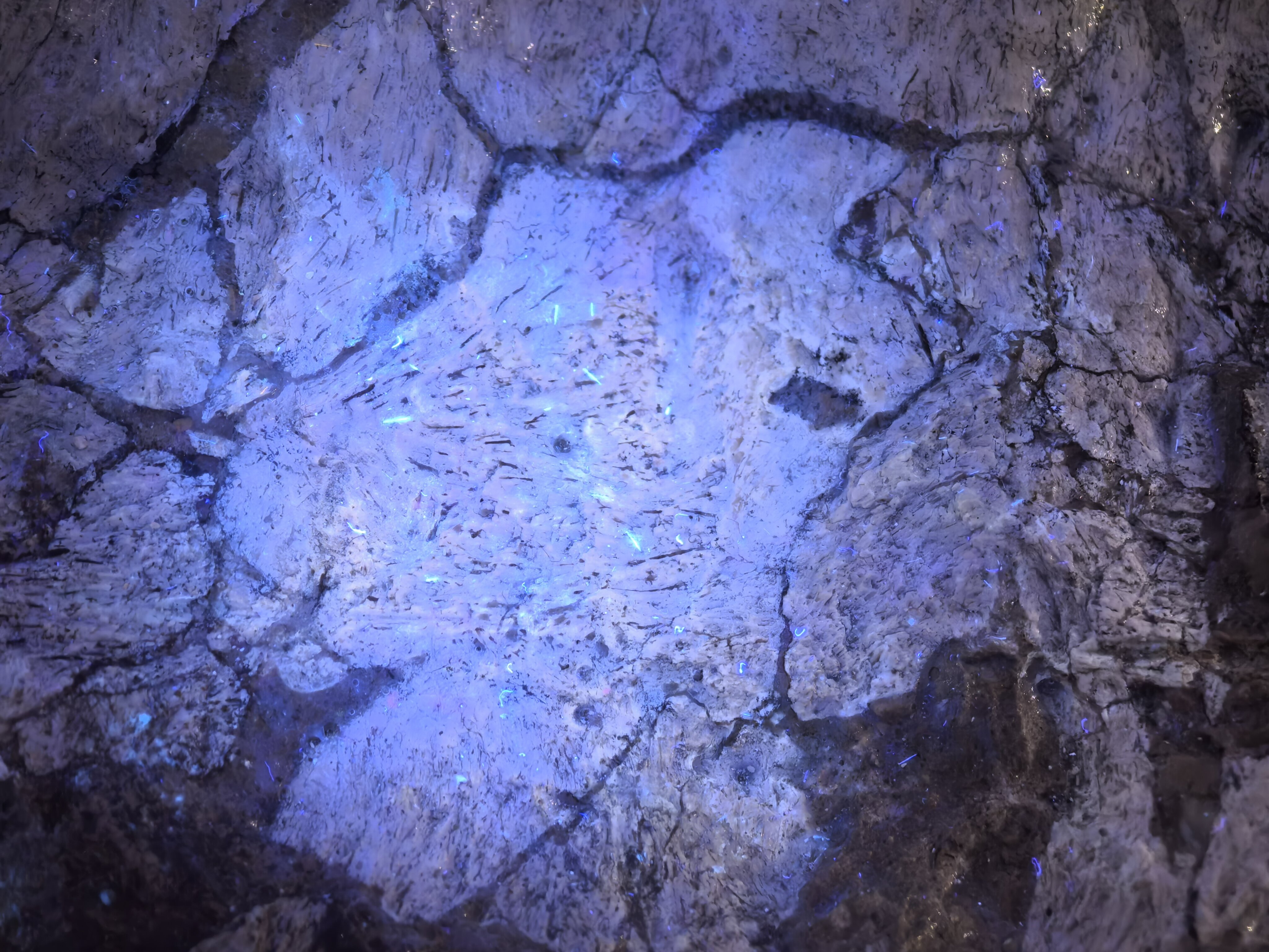 how to prevent dust? - Fossil Preparation - The Fossil Forum