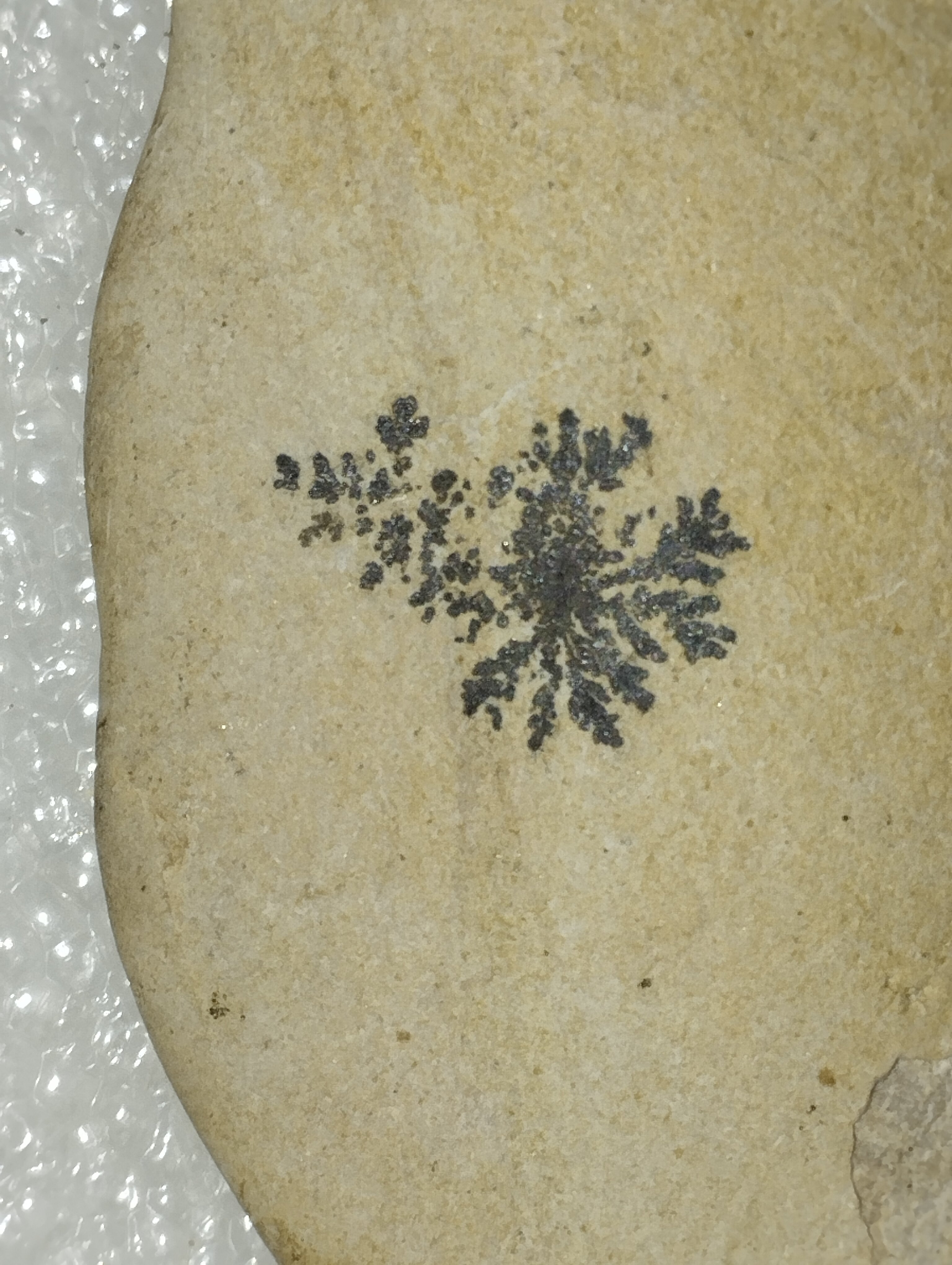 Dendrite or painted stone? - Fossil ID - The Fossil Forum