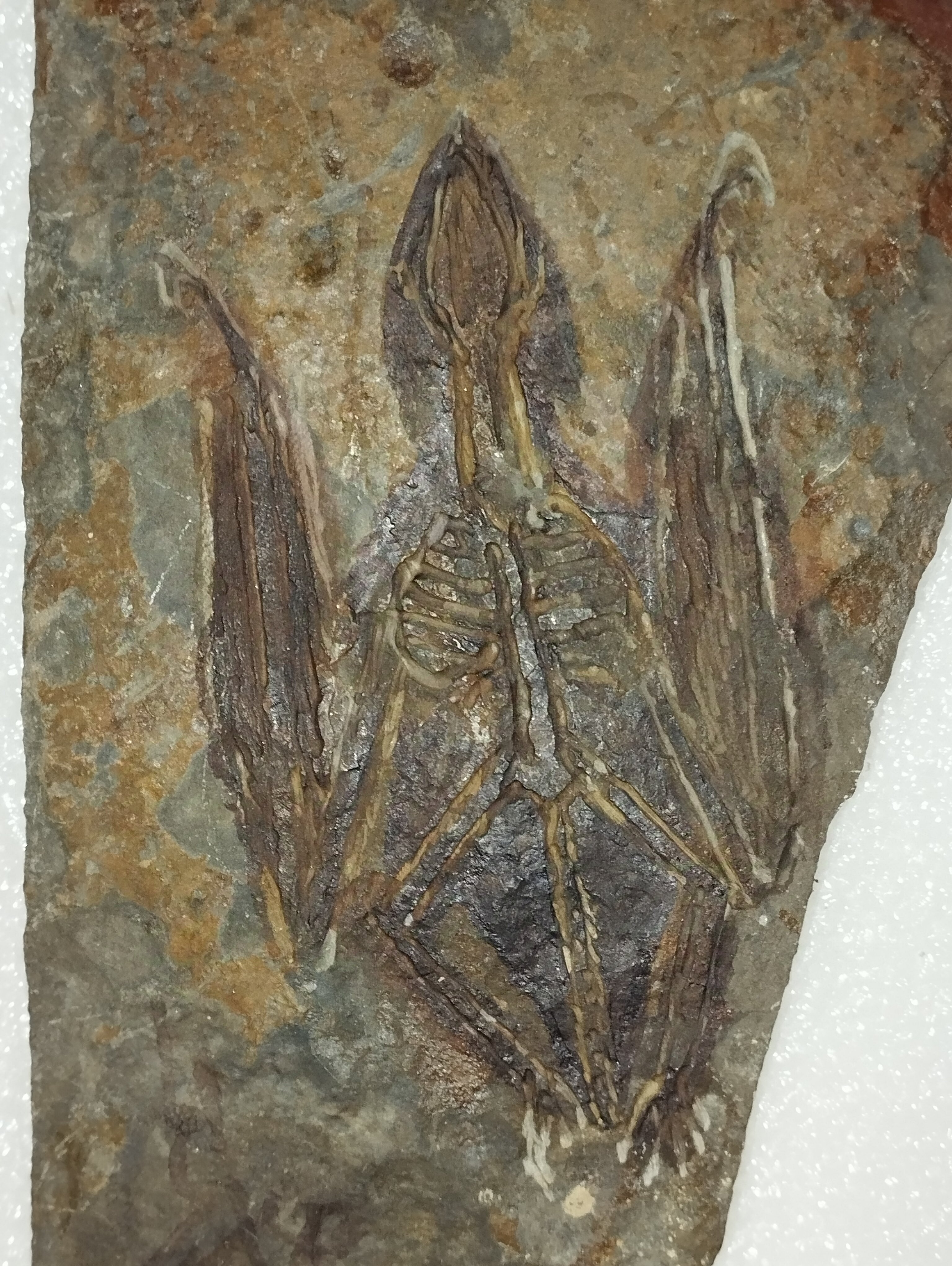 My fossil model - Paleo Re-creations - The Fossil Forum