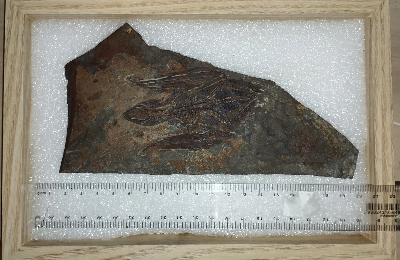 My fossil model - Paleo Re-creations - The Fossil Forum