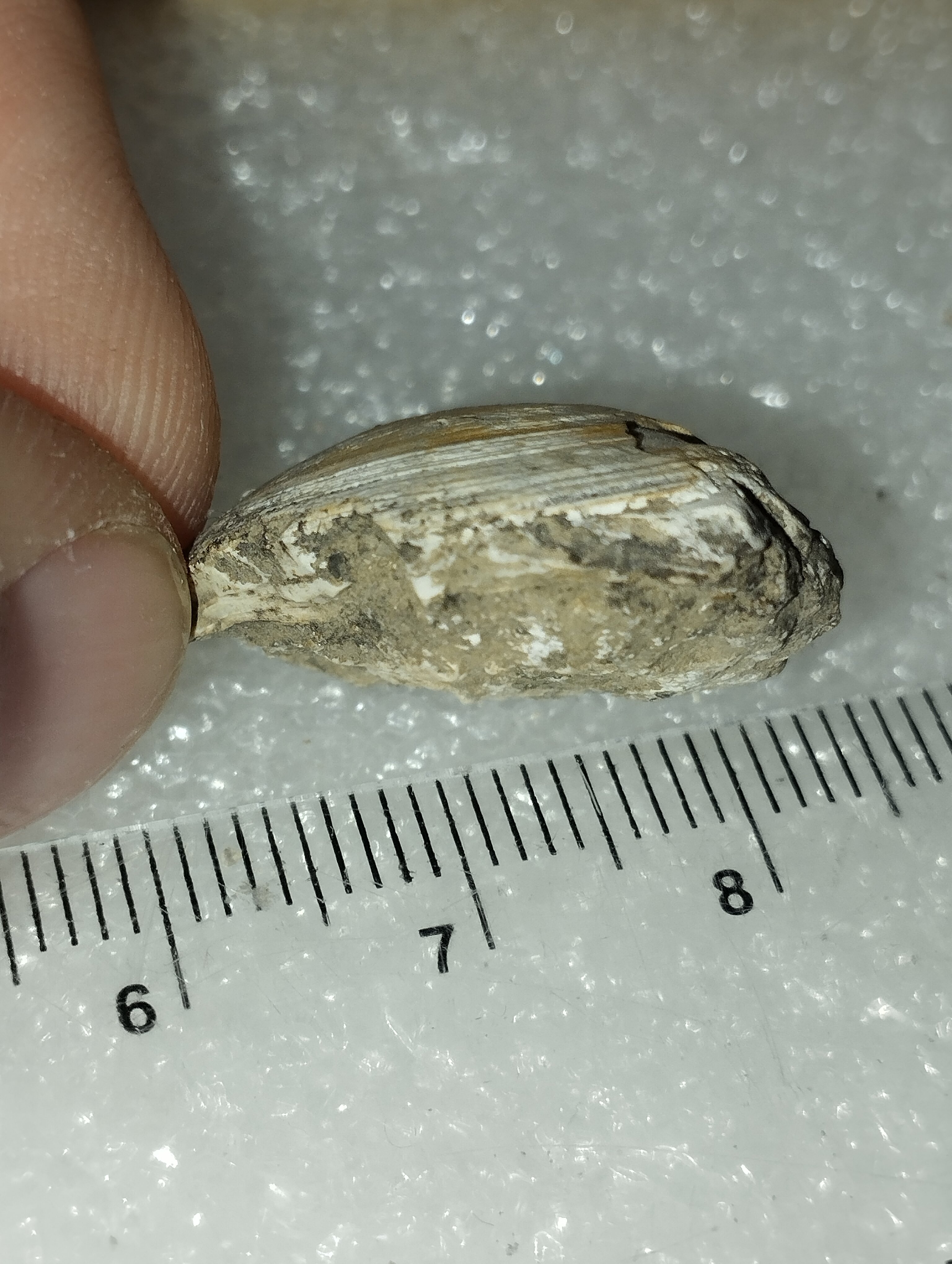 Clam? - Fossil ID - The Fossil Forum