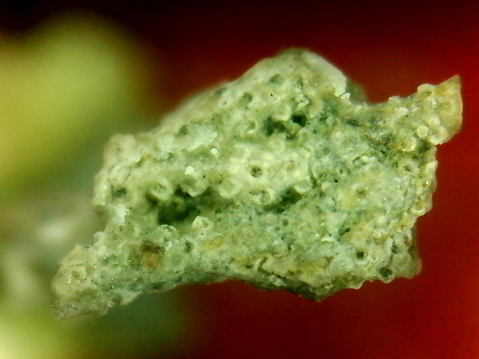 Branching bryozoan anchored to a fenestrate bryozoan? - Fossil ID - The ...