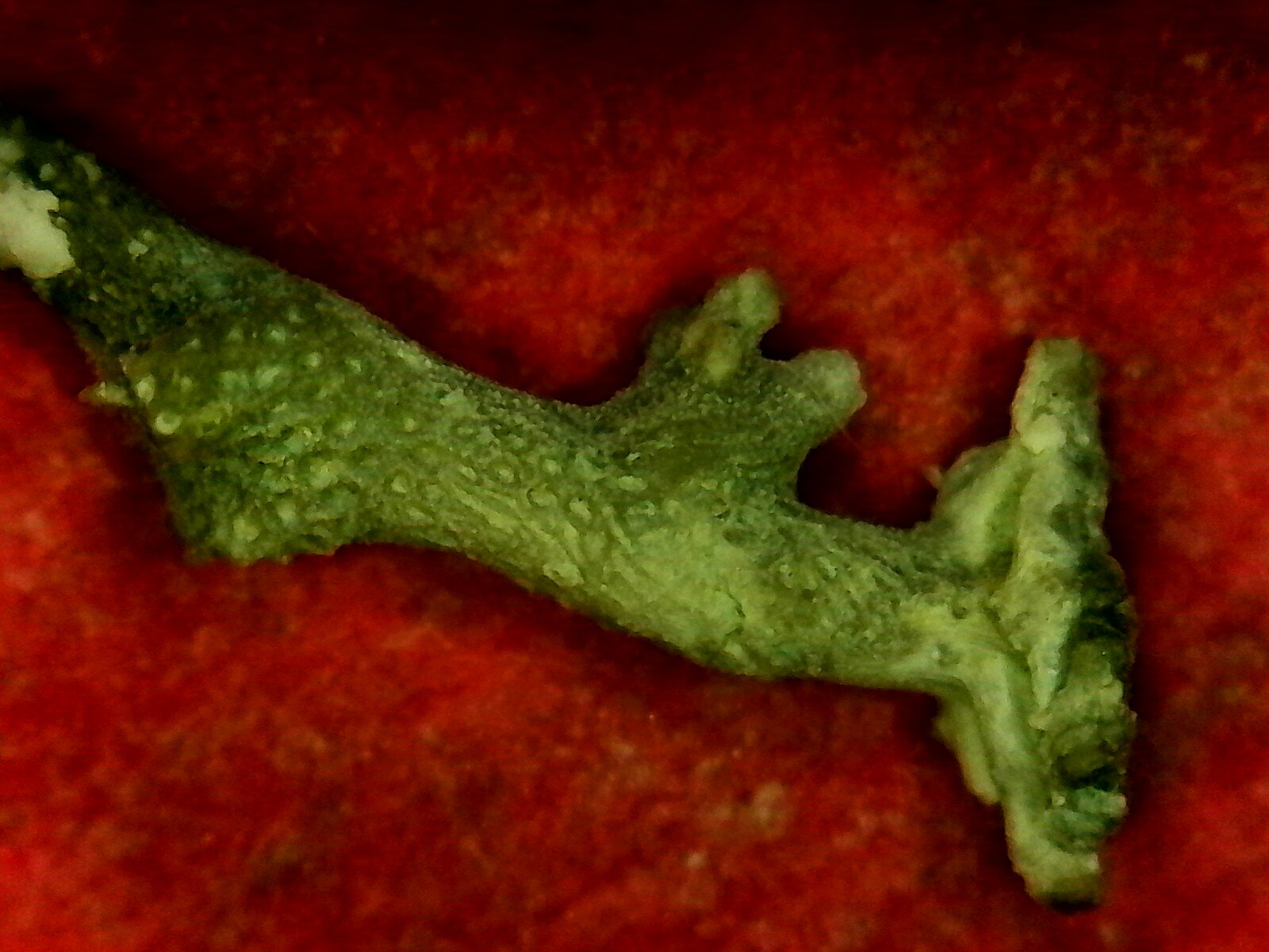 Branching bryozoan anchored to a fenestrate bryozoan? - Fossil ID - The ...