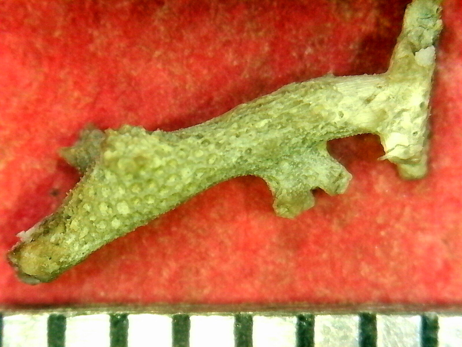 Branching bryozoan anchored to a fenestrate bryozoan? - Fossil ID - The ...