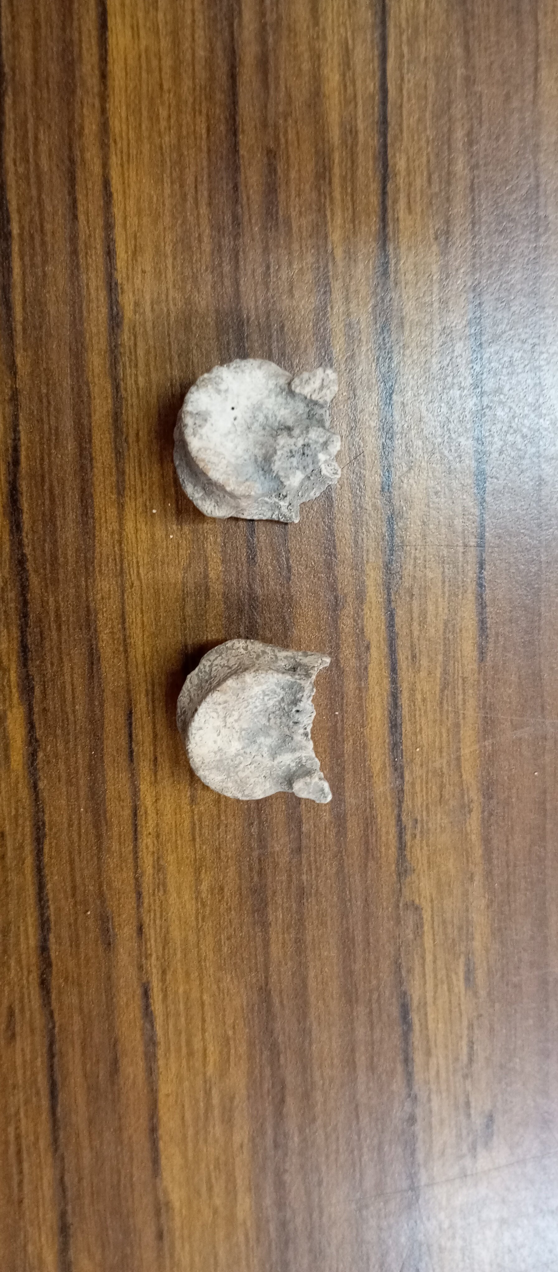 Vertebral bones from Yucatán, México - Fossil ID - The Fossil Forum