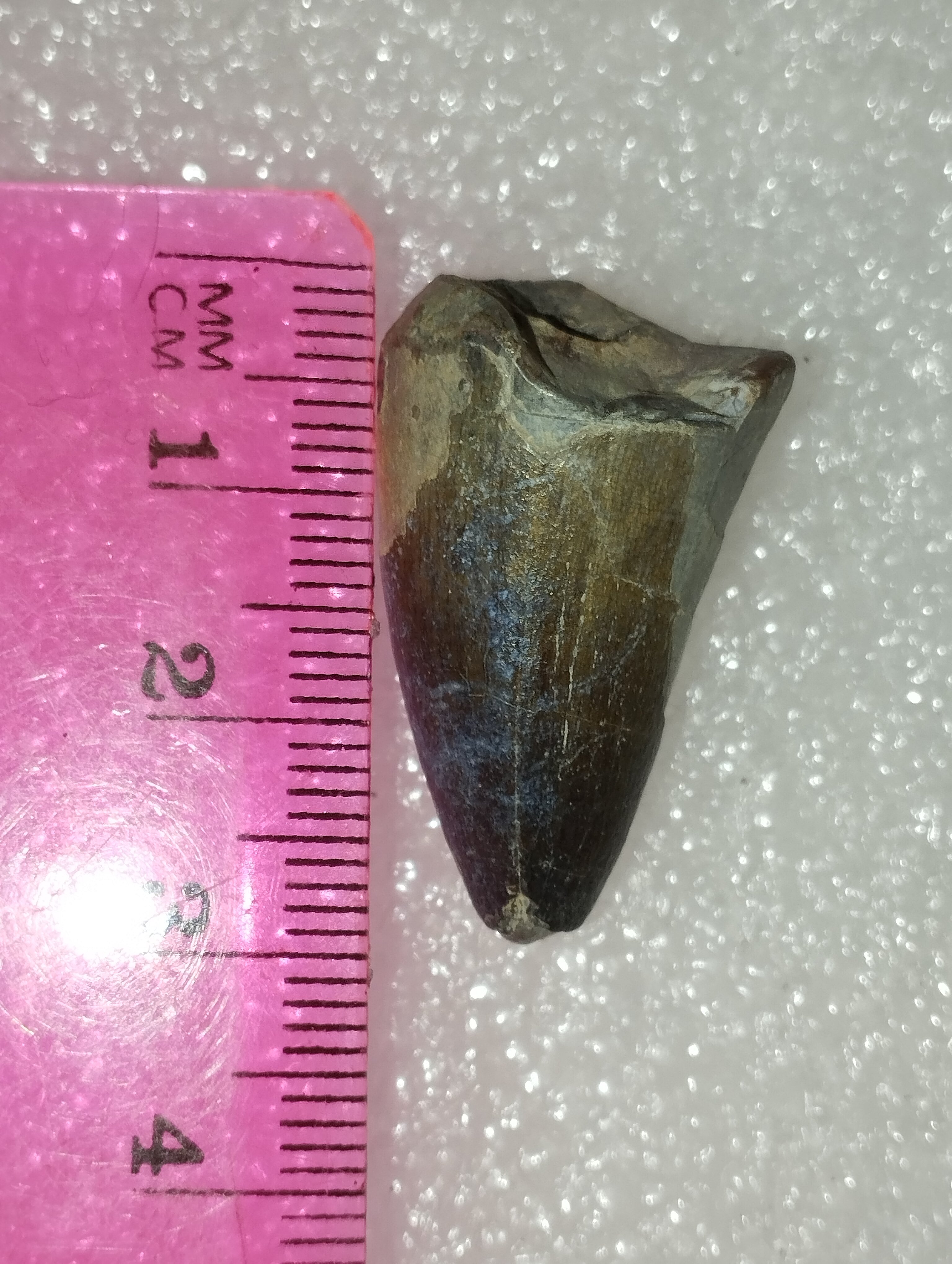 Crocodile tooth from USA - Fossil ID - The Fossil Forum
