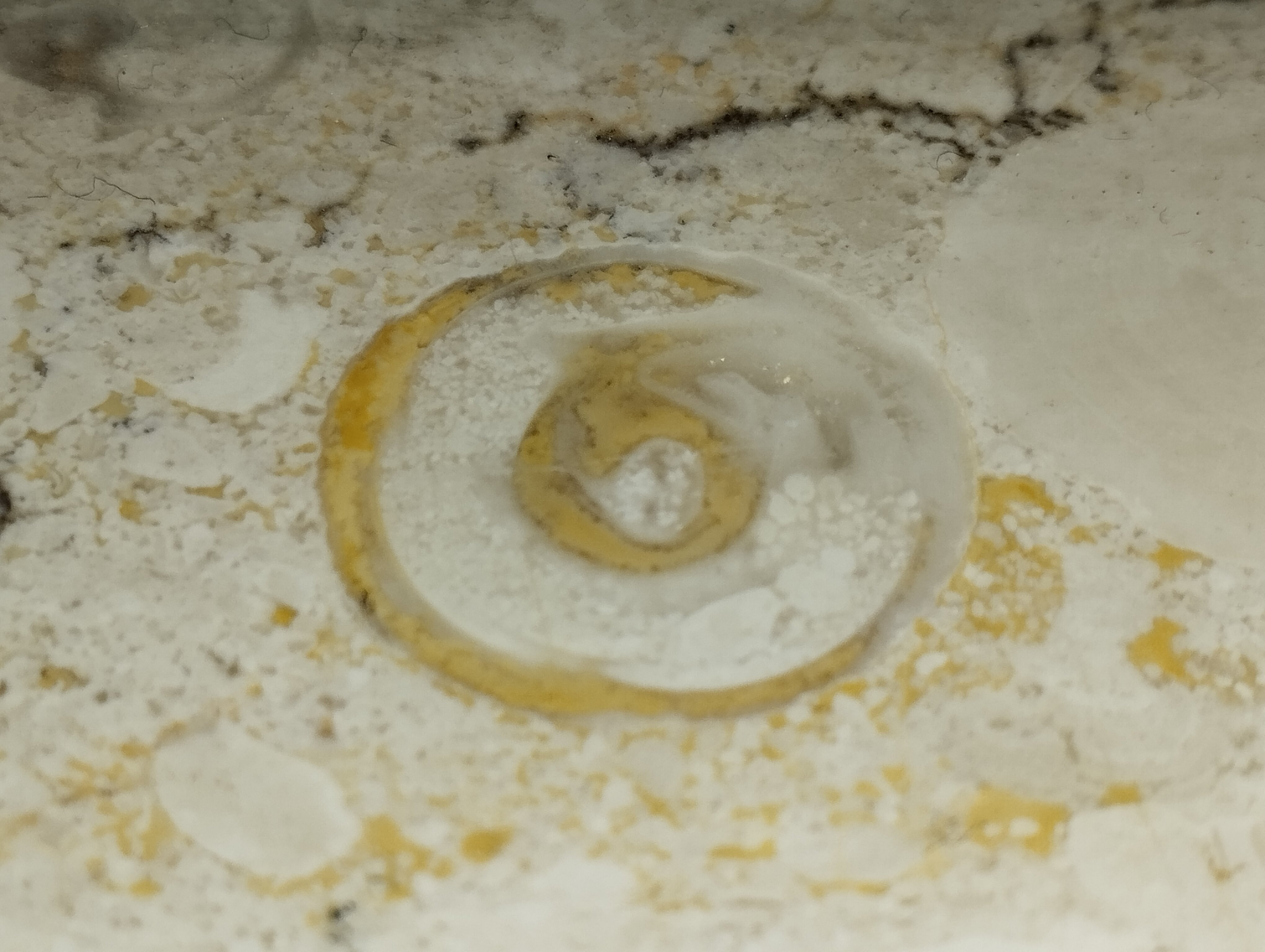 Travertine fossils - Fossil ID - The Fossil Forum