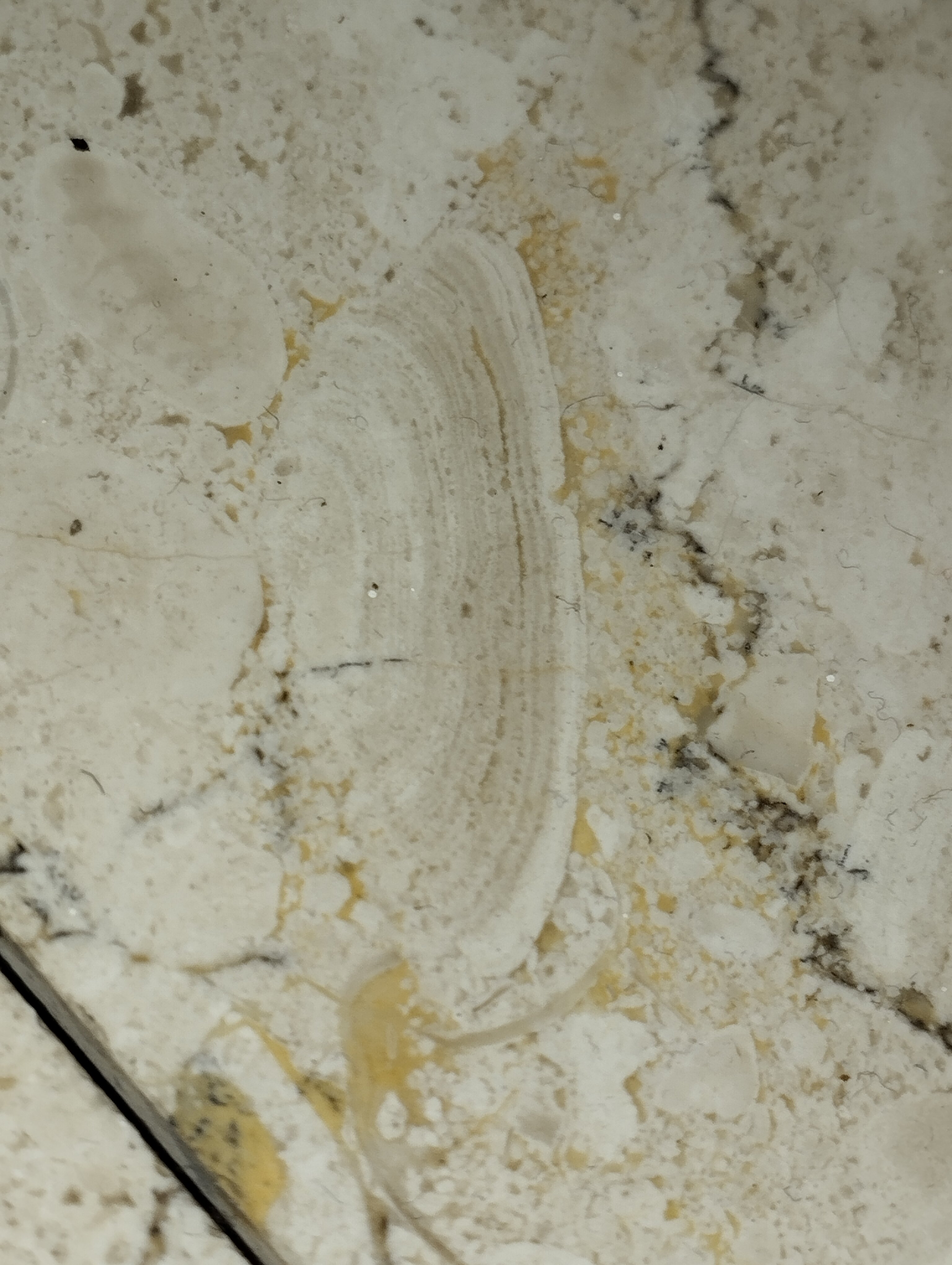 Travertine fossils - Fossil ID - The Fossil Forum