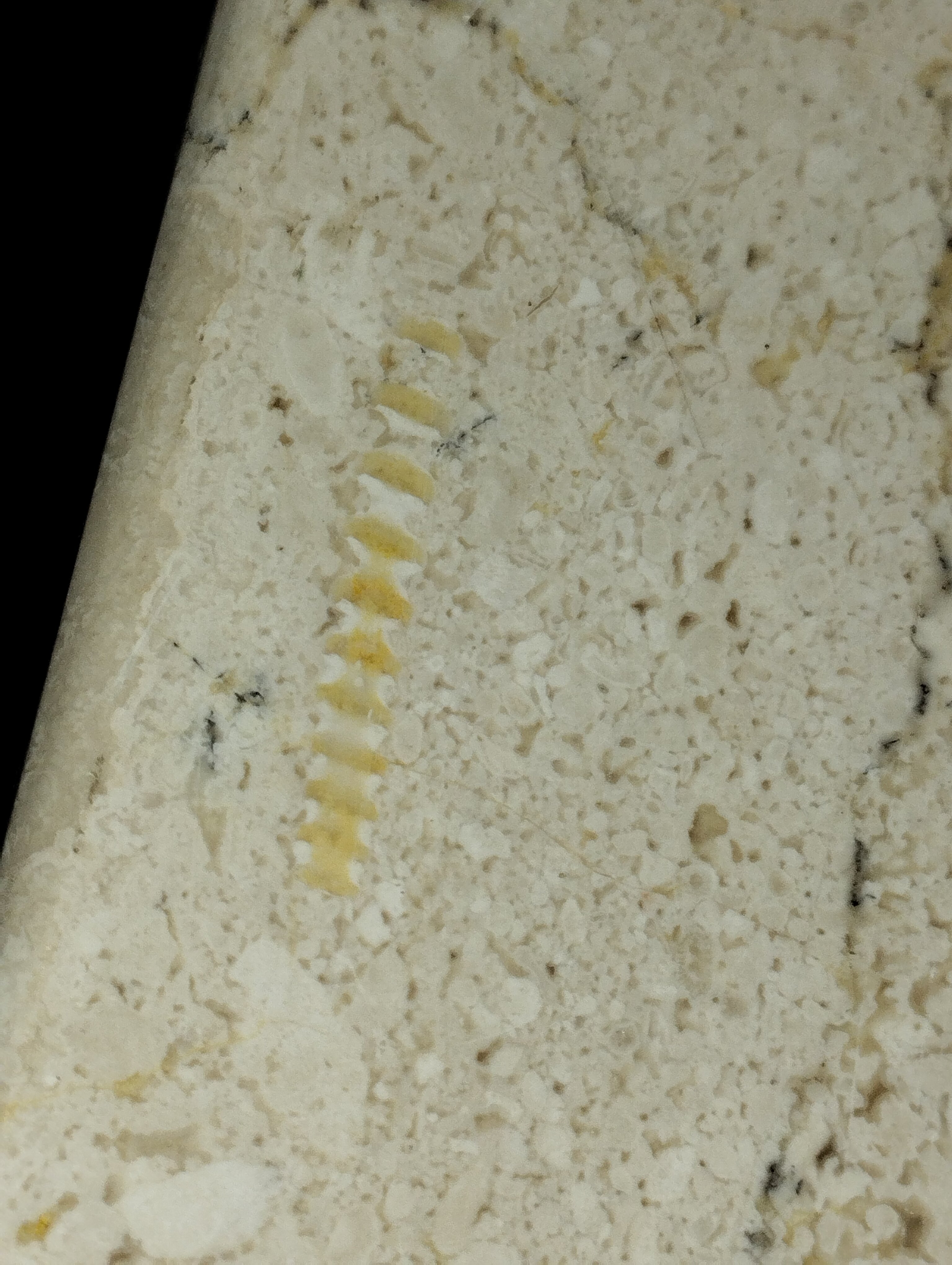 Travertine fossils - Fossil ID - The Fossil Forum