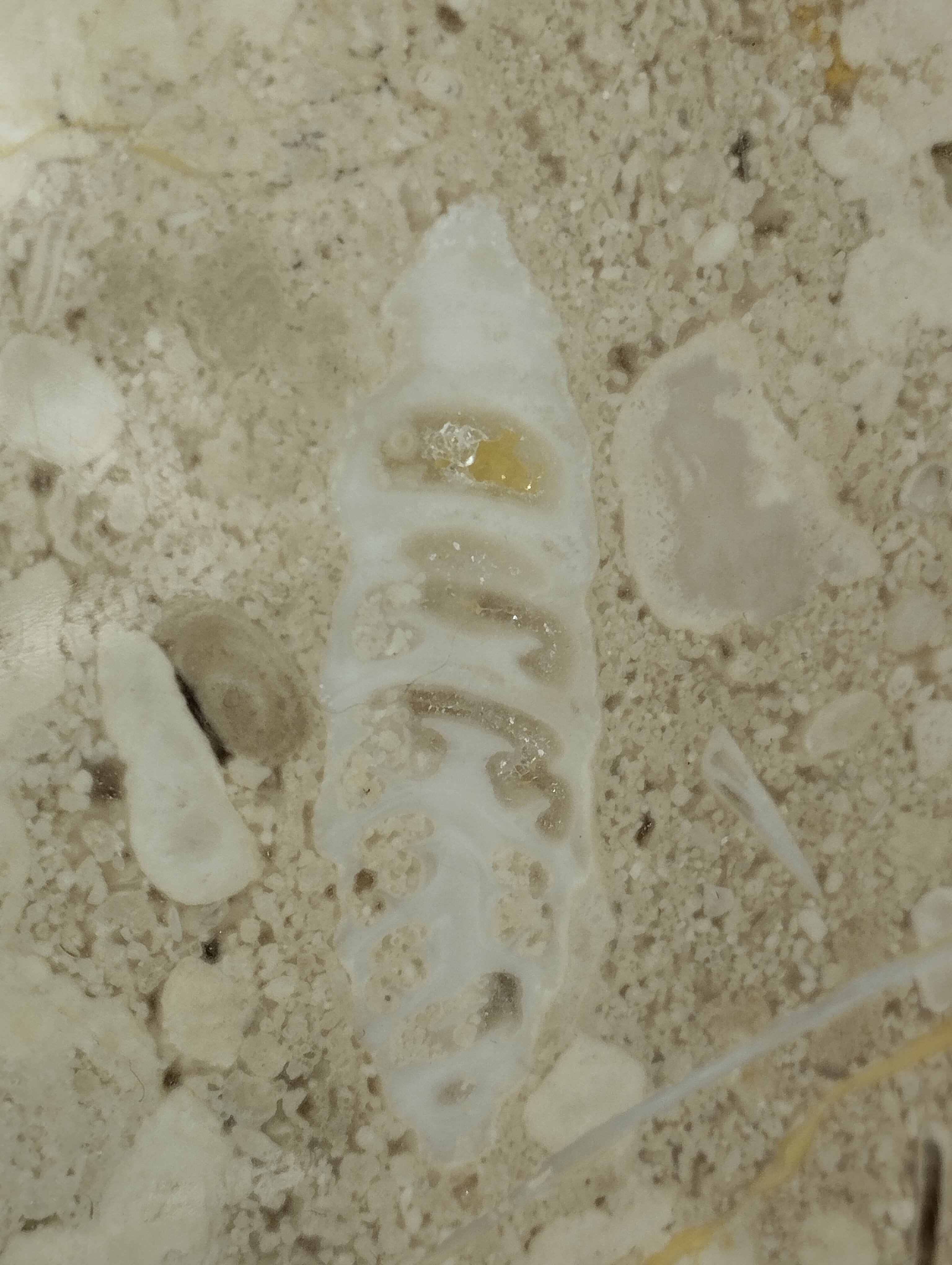 Travertine fossils - Fossil ID - The Fossil Forum