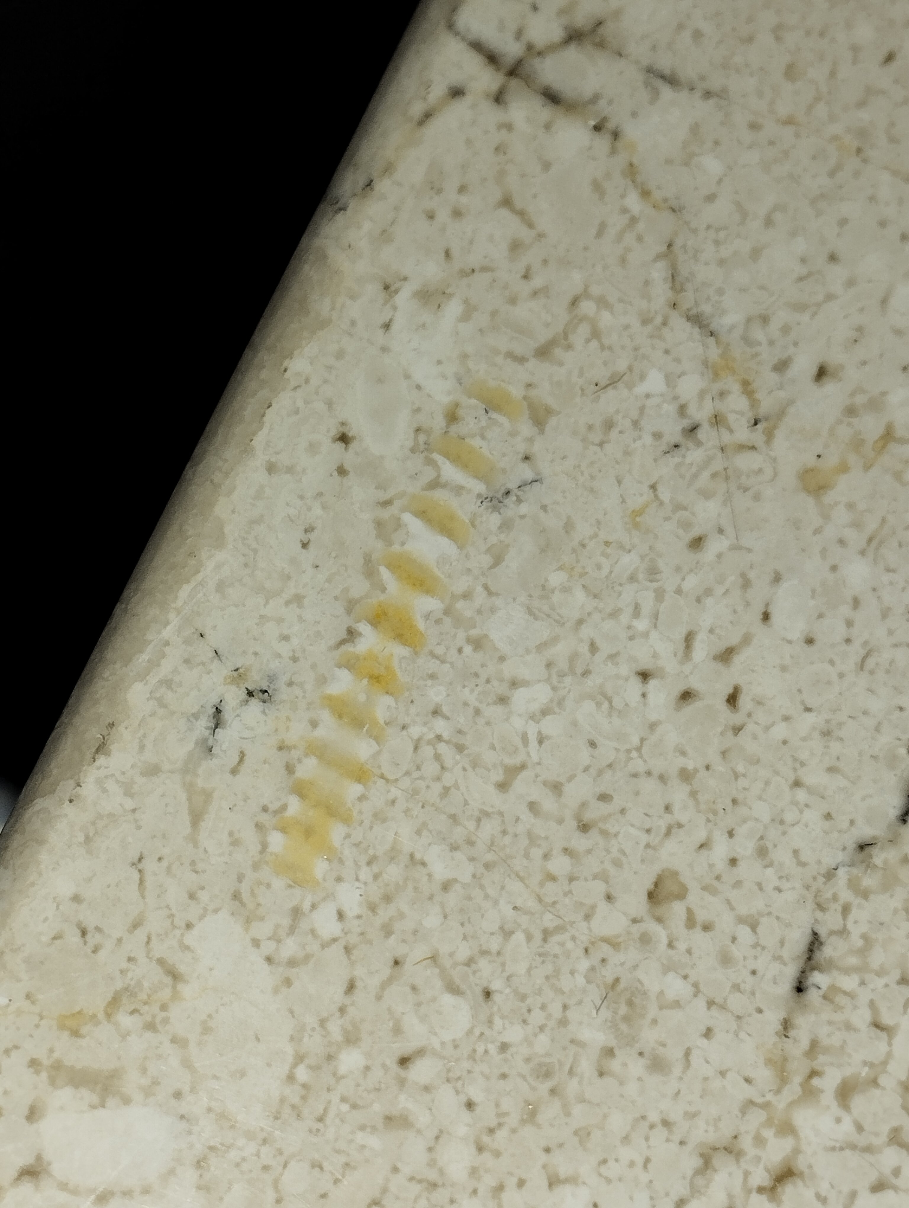 Travertine fossils - Fossil ID - The Fossil Forum