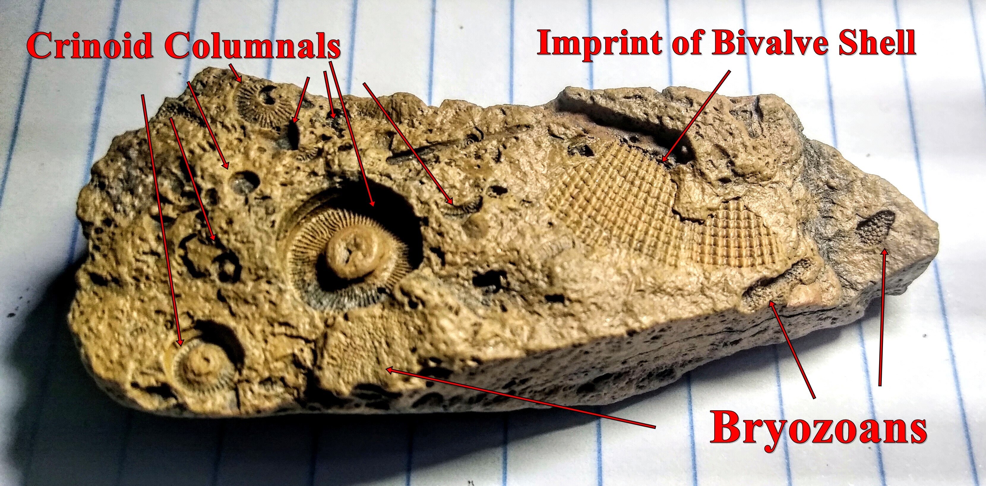 Florida Mountains find. - Fossil ID - The Fossil Forum