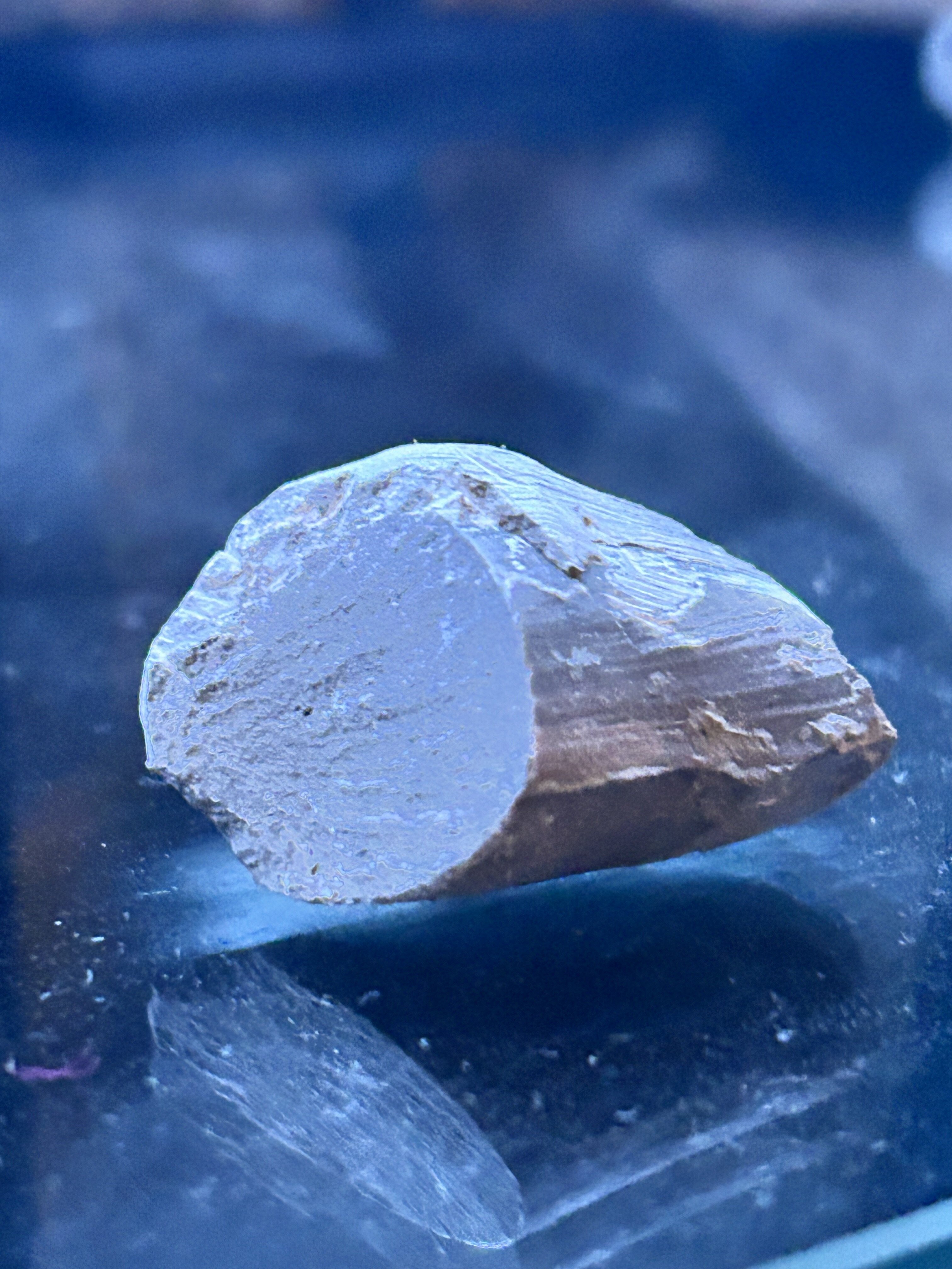 Is this a fossil? (Penarth Beach, South Wales) - Fossil ID - The Fossil ...