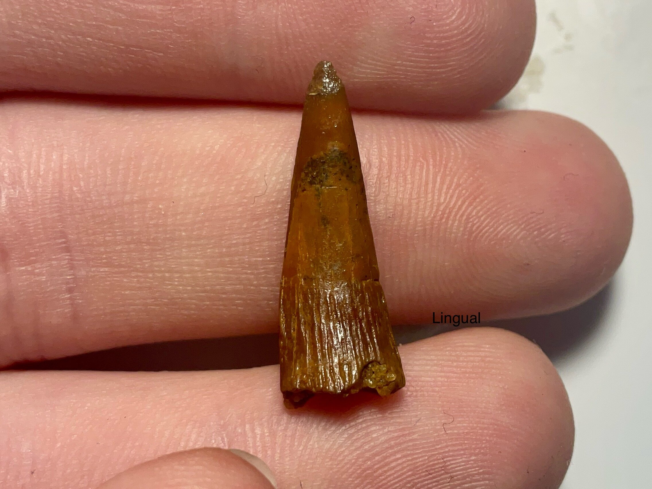 5 Teeth would need to be closer identified ! - Fossil ID - The Fossil Forum