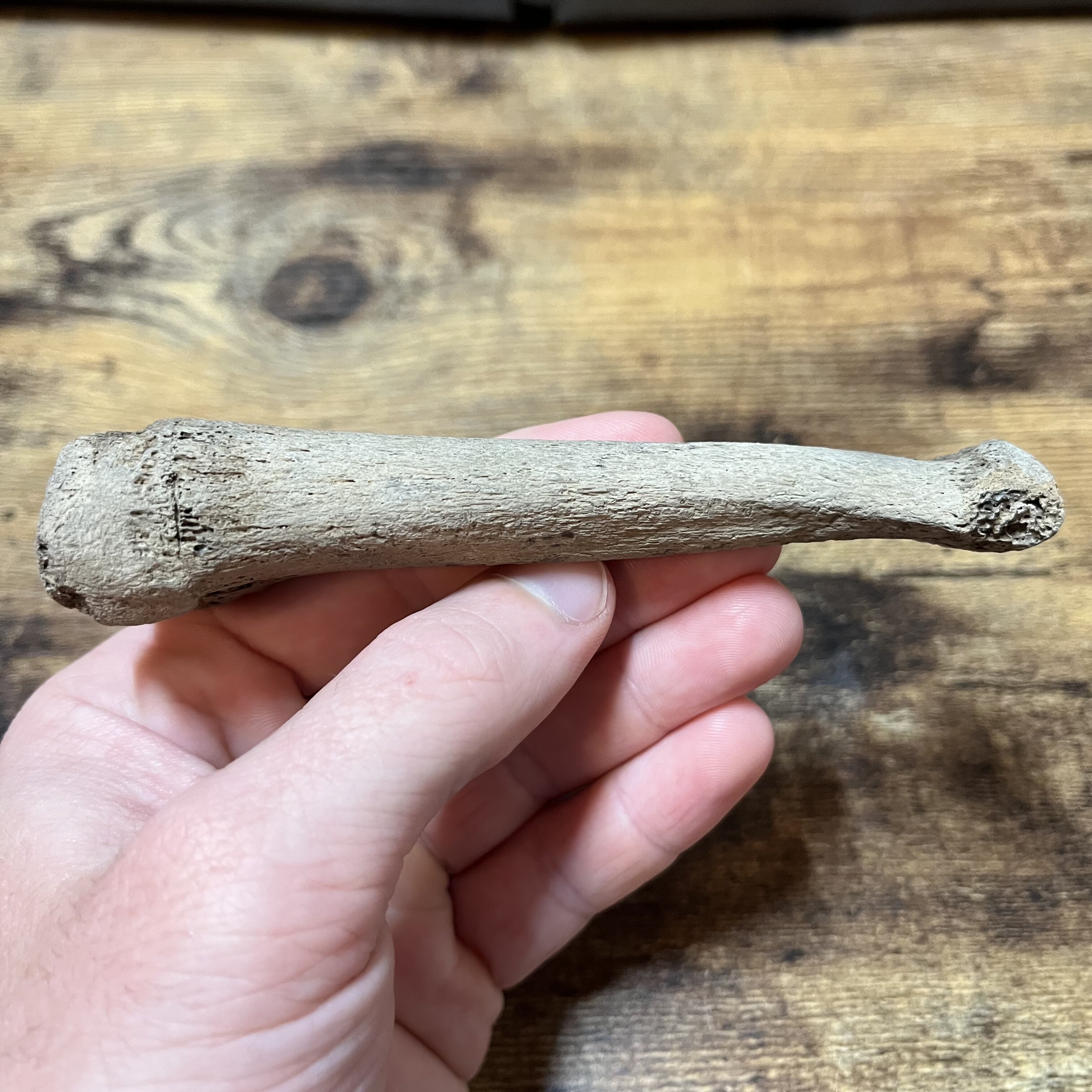 Odd bone found from the Yorktown Formation. Seal bone? - Fossil ID ...