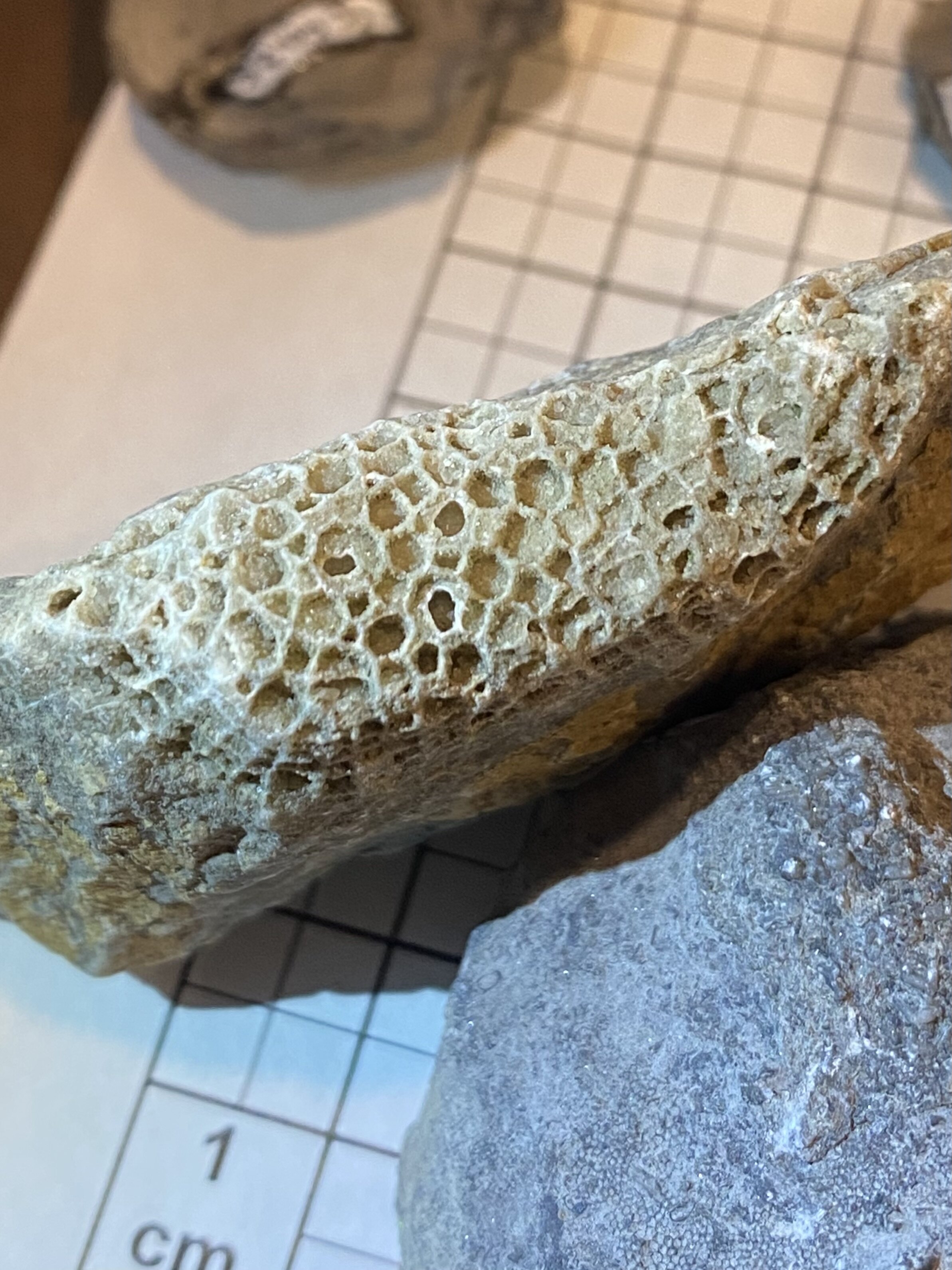 Fossils from Schoharie at Rickard Hill, Lower Devonian NY - Fossil ID ...
