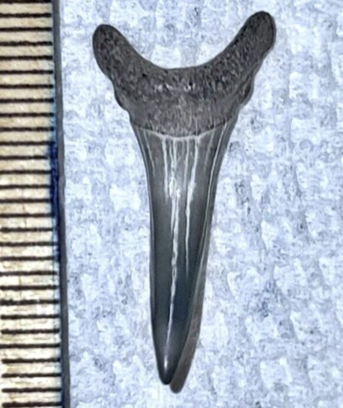 Shark teeth ID - Fossil ID - The Fossil Forum