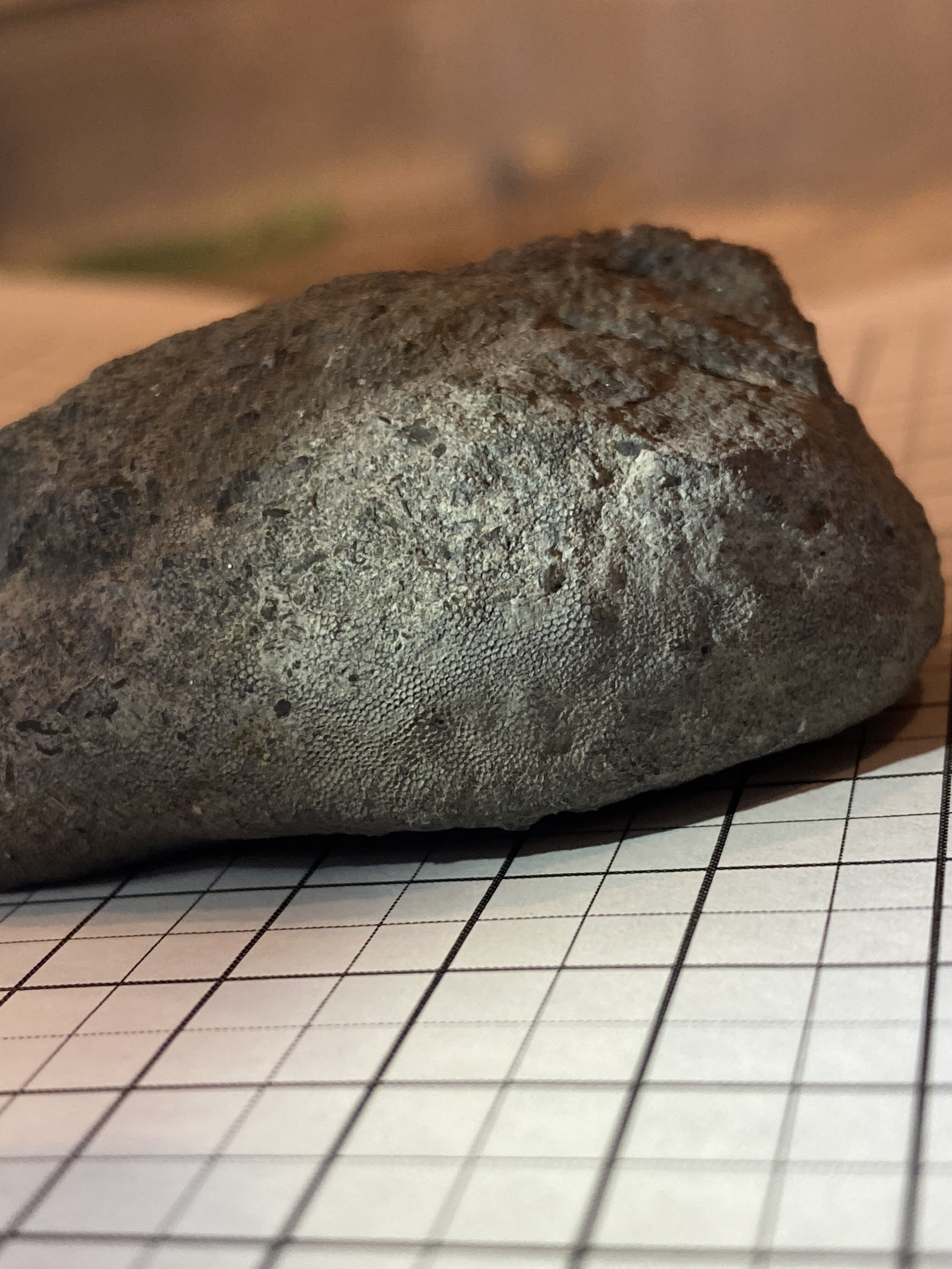Fossils from Schoharie at Rickard Hill, Lower Devonian NY - Fossil ID ...