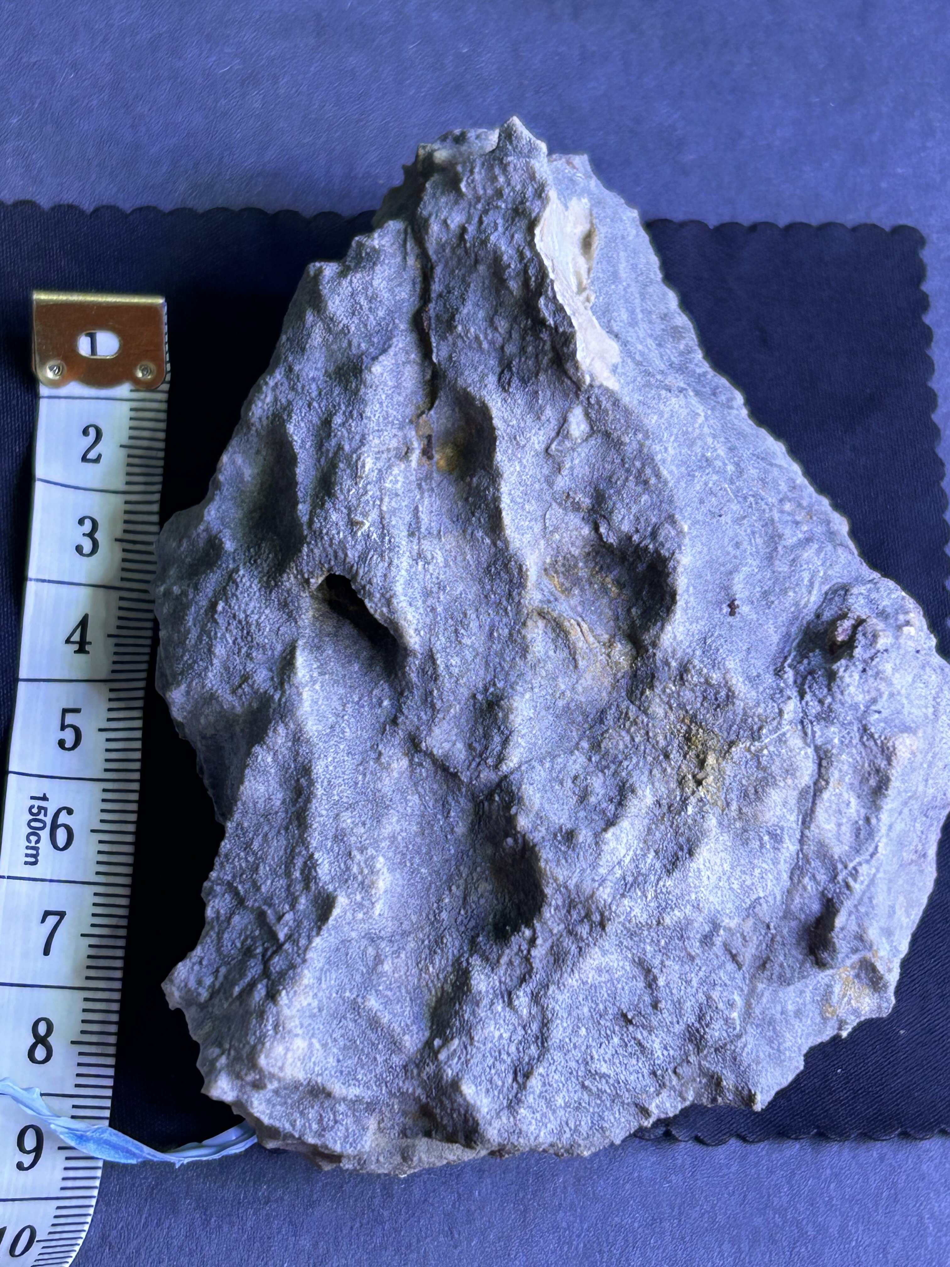 Footprint need help identifying - Fossil ID - The Fossil Forum