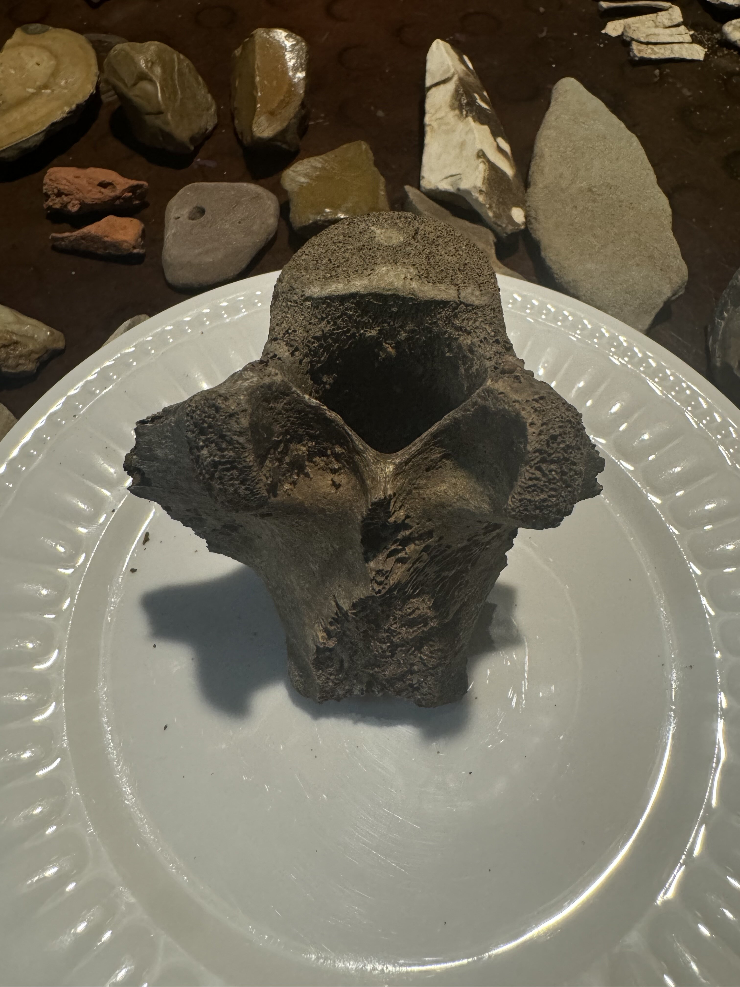 Bone ID - Fossil ID - The Fossil Forum