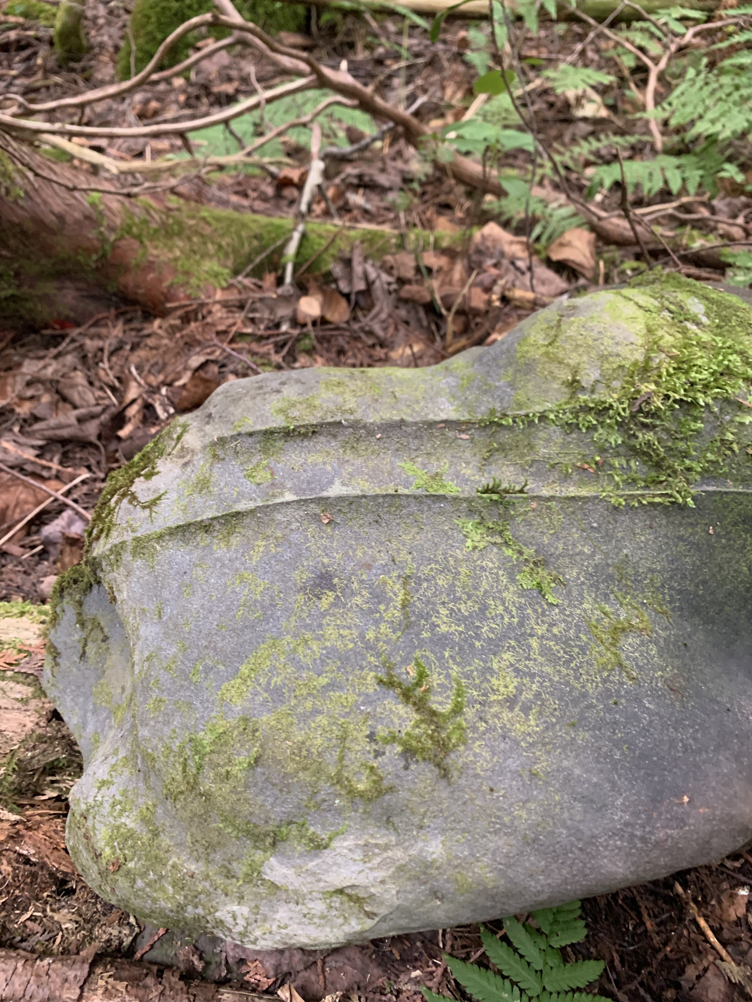 Parallel spines - Rocks & Minerals - The Fossil Forum
