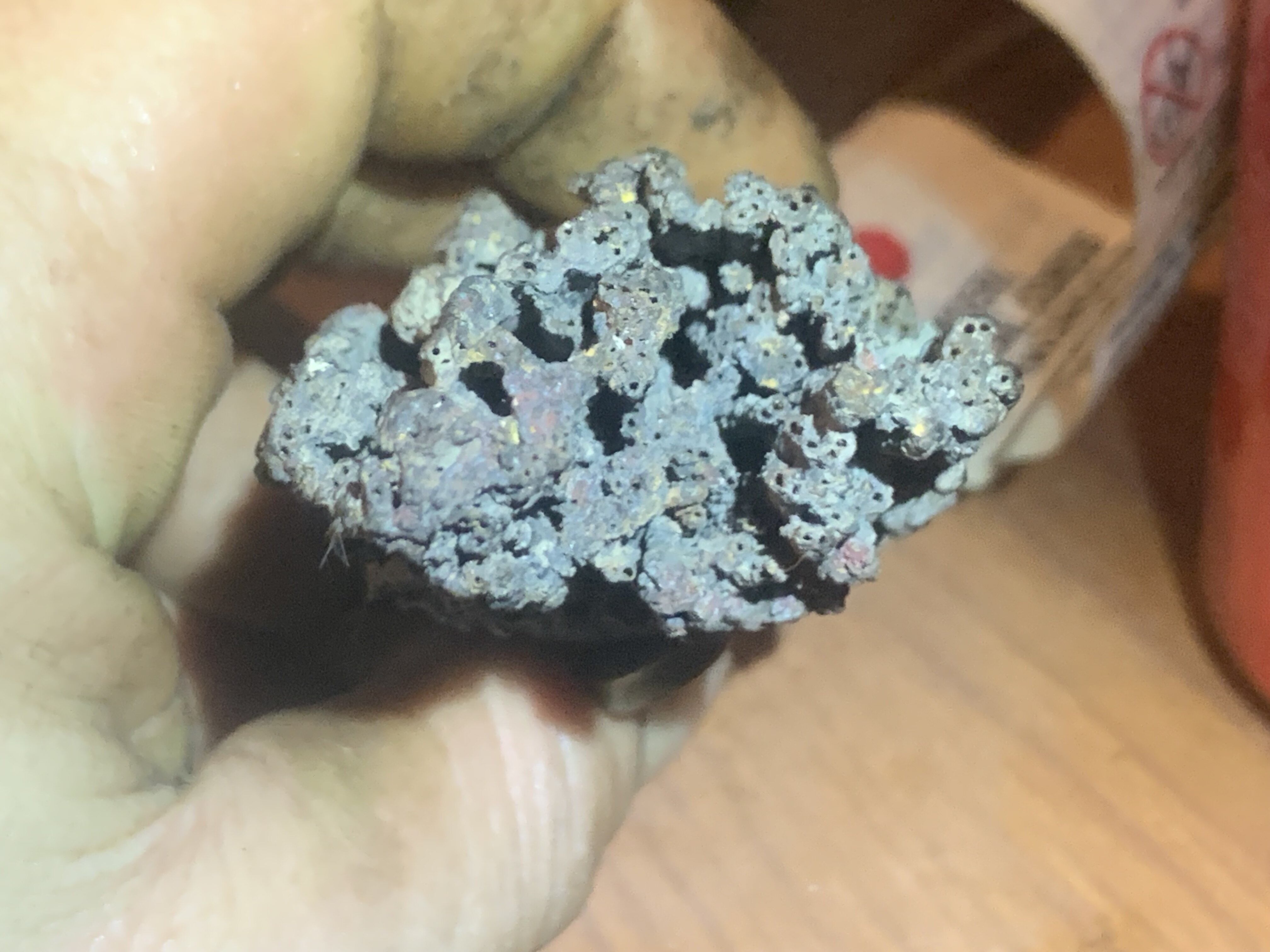Weird. Fossil? Meteorite? Fossilized steel cable? My weirdest find ...