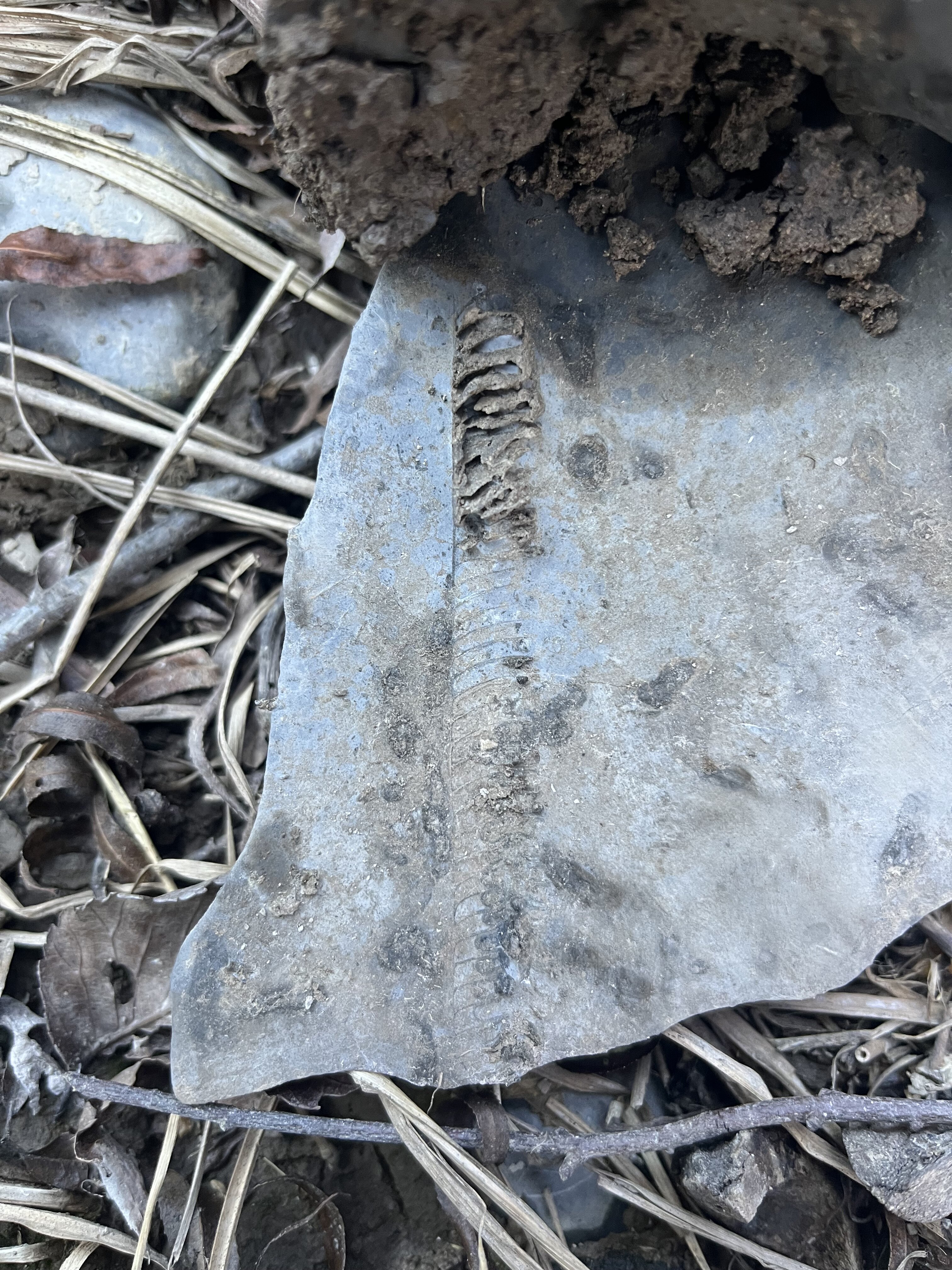 Fossil ID, six-year-old thinks it is a backbone. - Fossil ID - The ...