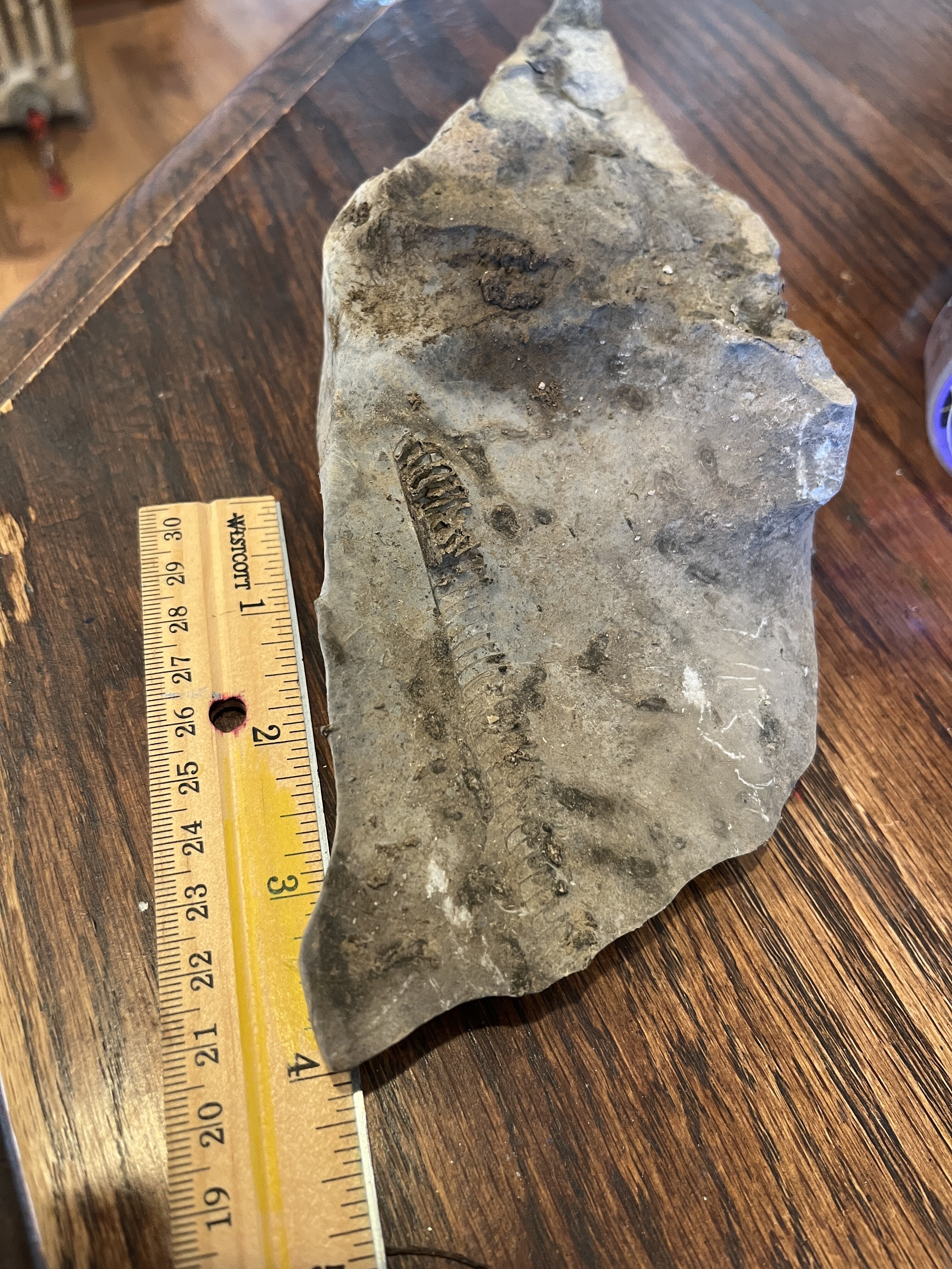 Fossil ID, six-year-old thinks it is a backbone. - Fossil ID - The ...