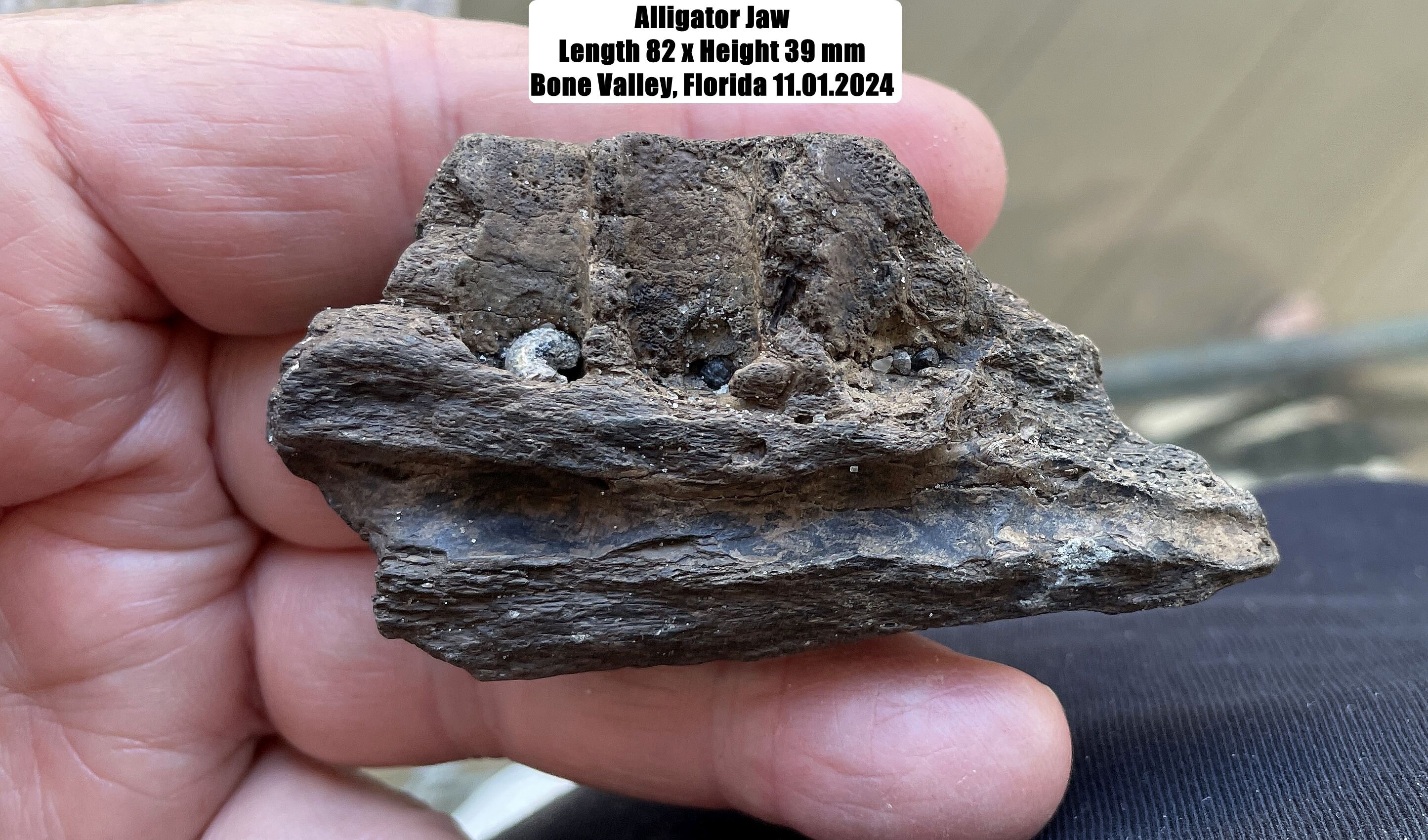 Broken Alligator Bones - Fossil ID - The Fossil Forum