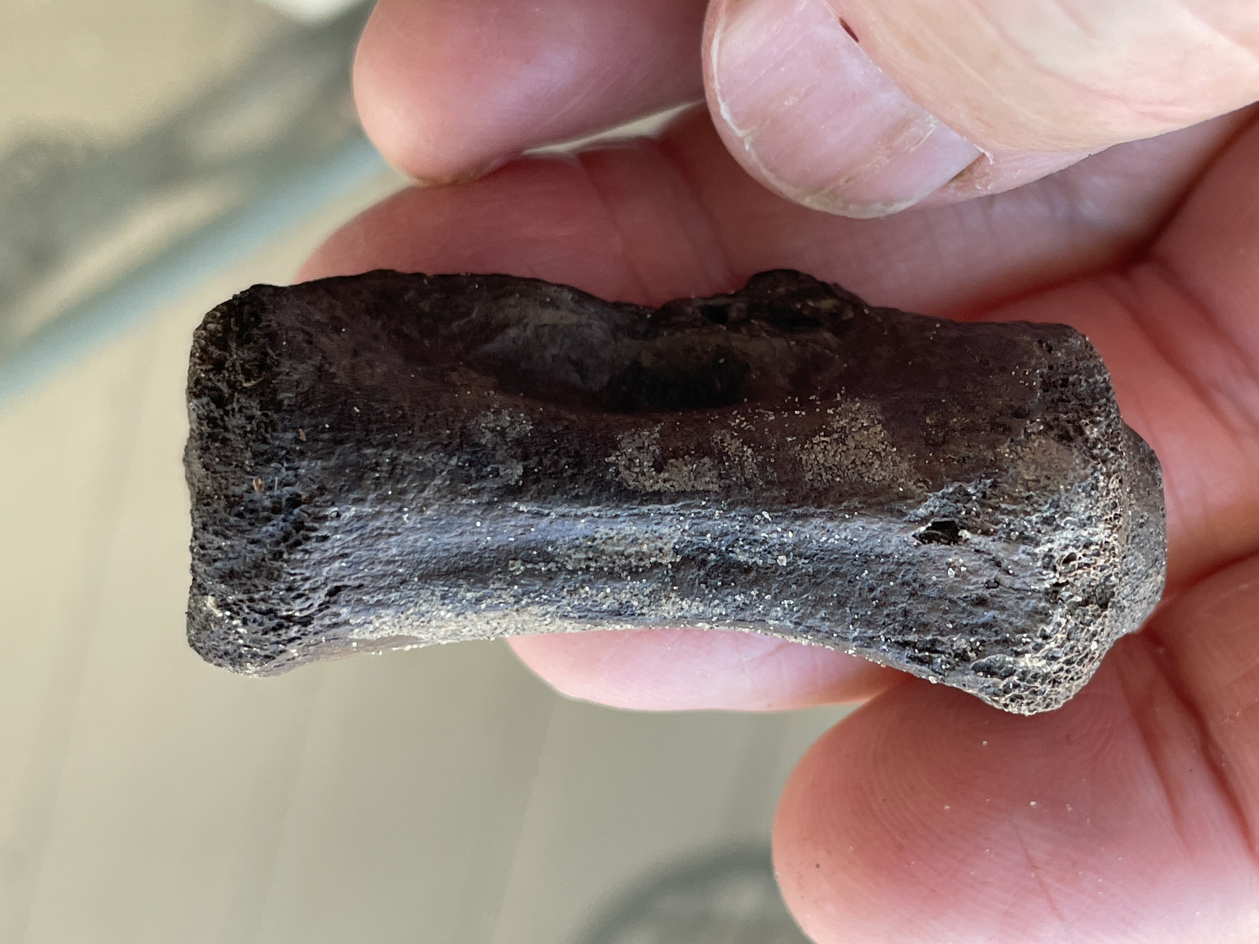 Broken Alligator Bones - Fossil ID - The Fossil Forum
